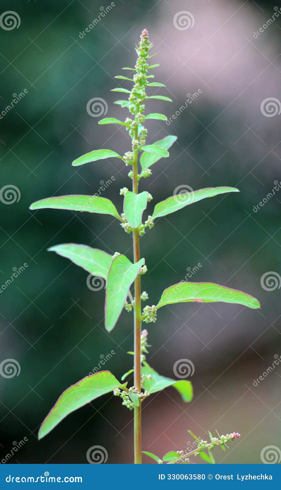In Nature, As a Weed Grows Multi-seeded Goosefoot (Lipandra Polysperma ...