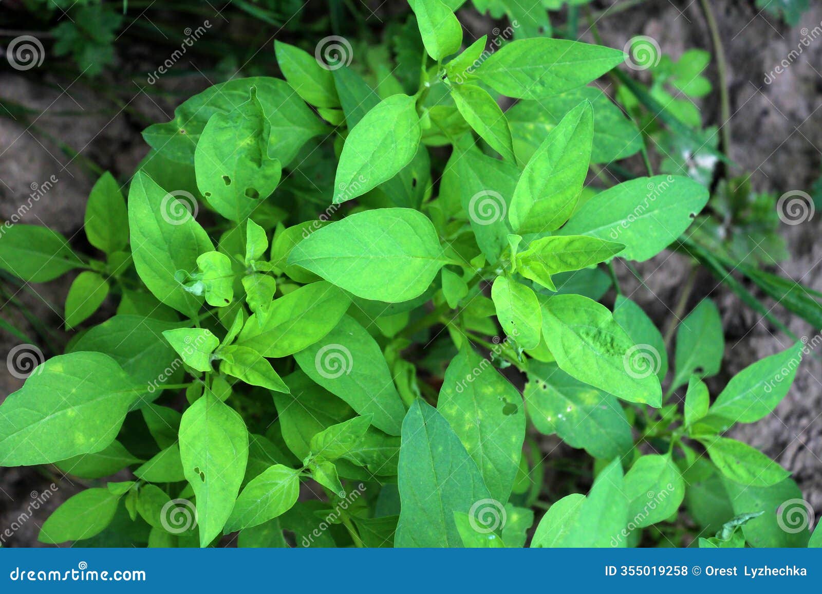 In Nature, As a Weed Grows Multi-seeded Goosefoot (Lipandra Polysperma ...