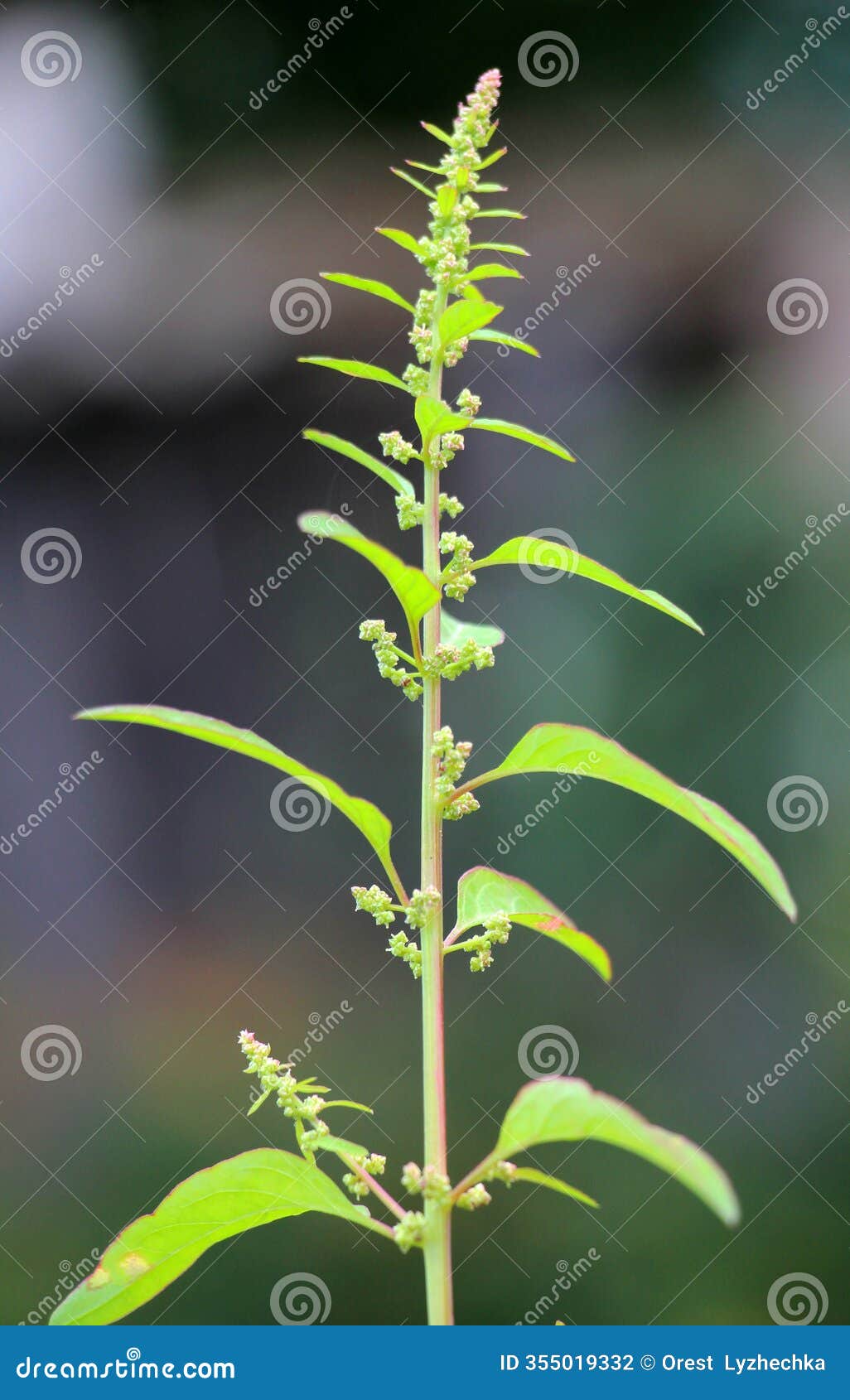 In Nature, As a Weed Grows Multi-seeded Goosefoot (Lipandra Polysperma ...
