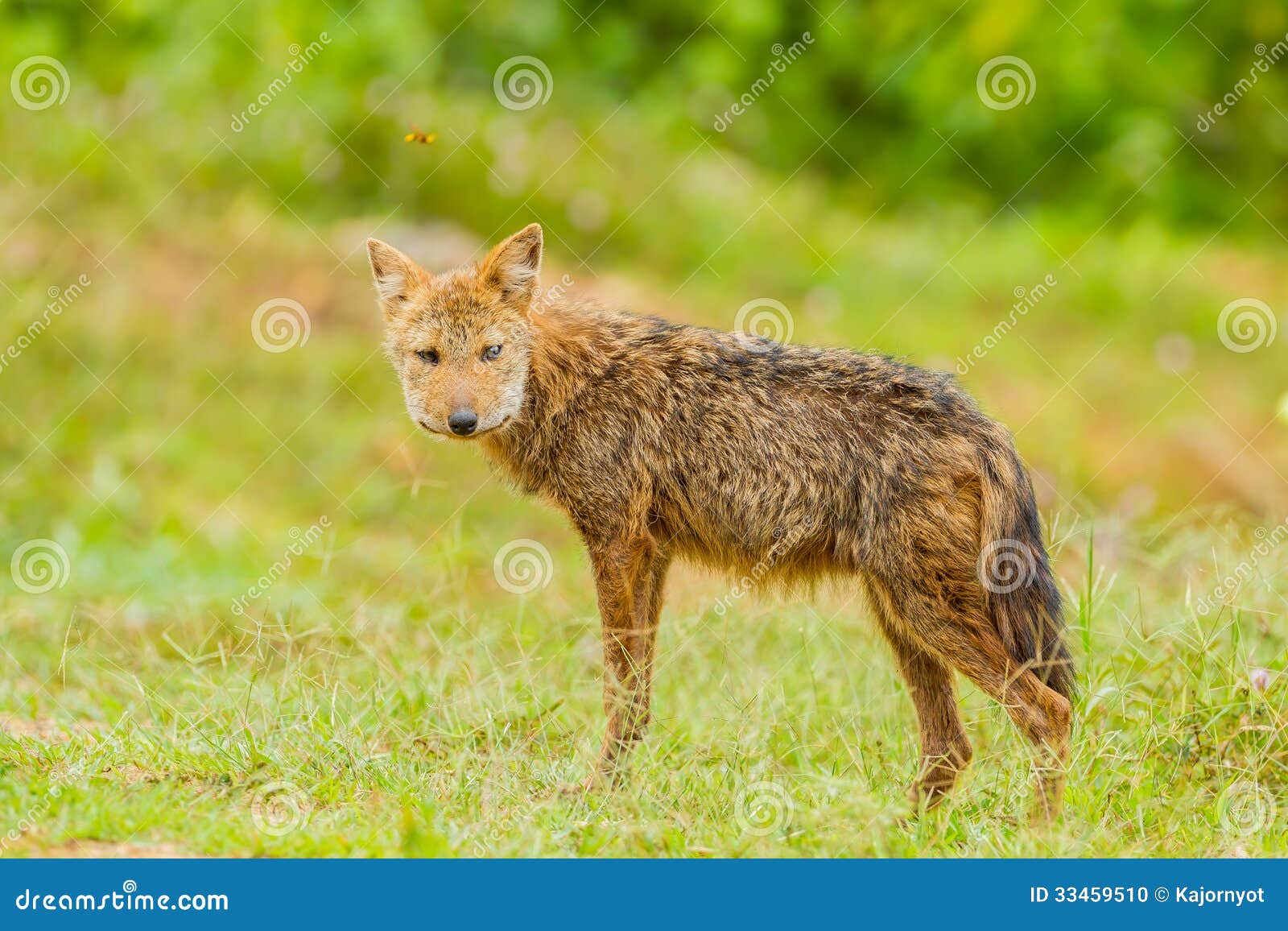Nature Asiatic jackal stock photo. Image of beautiful - 33459510