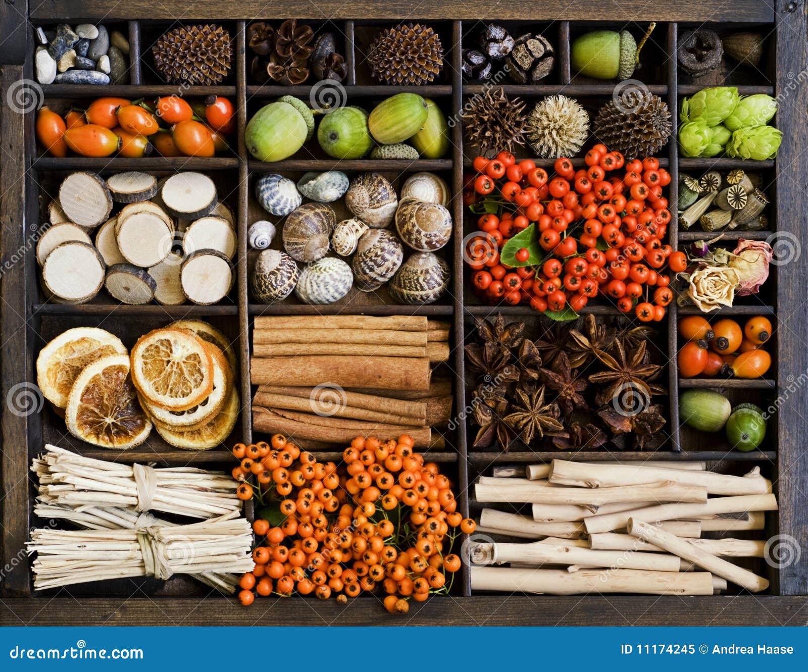 Nature Assortment stock image. Image of display, shell - 11174245