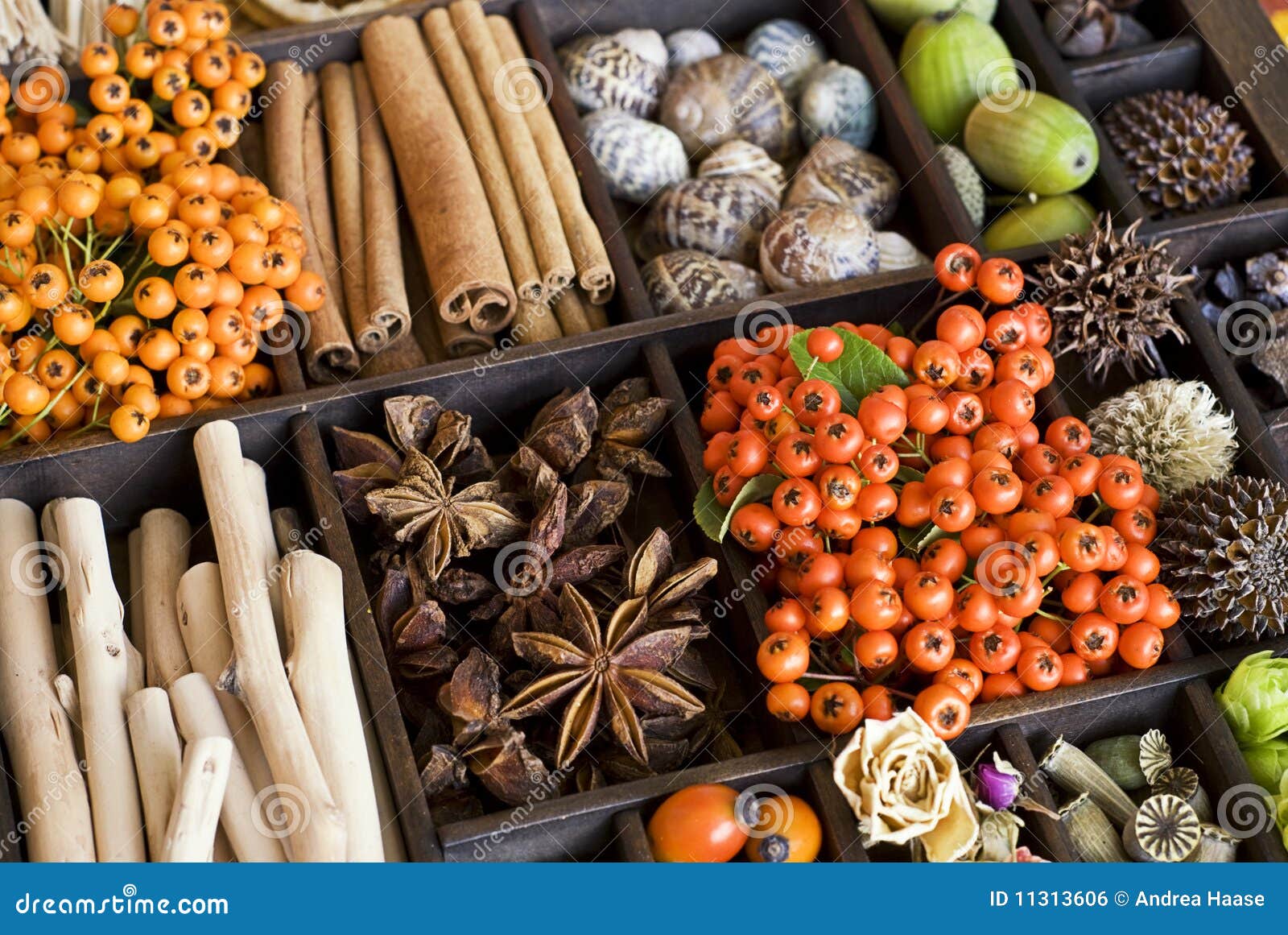 Nature Assortment stock photo. Image of assortment, display - 11313606