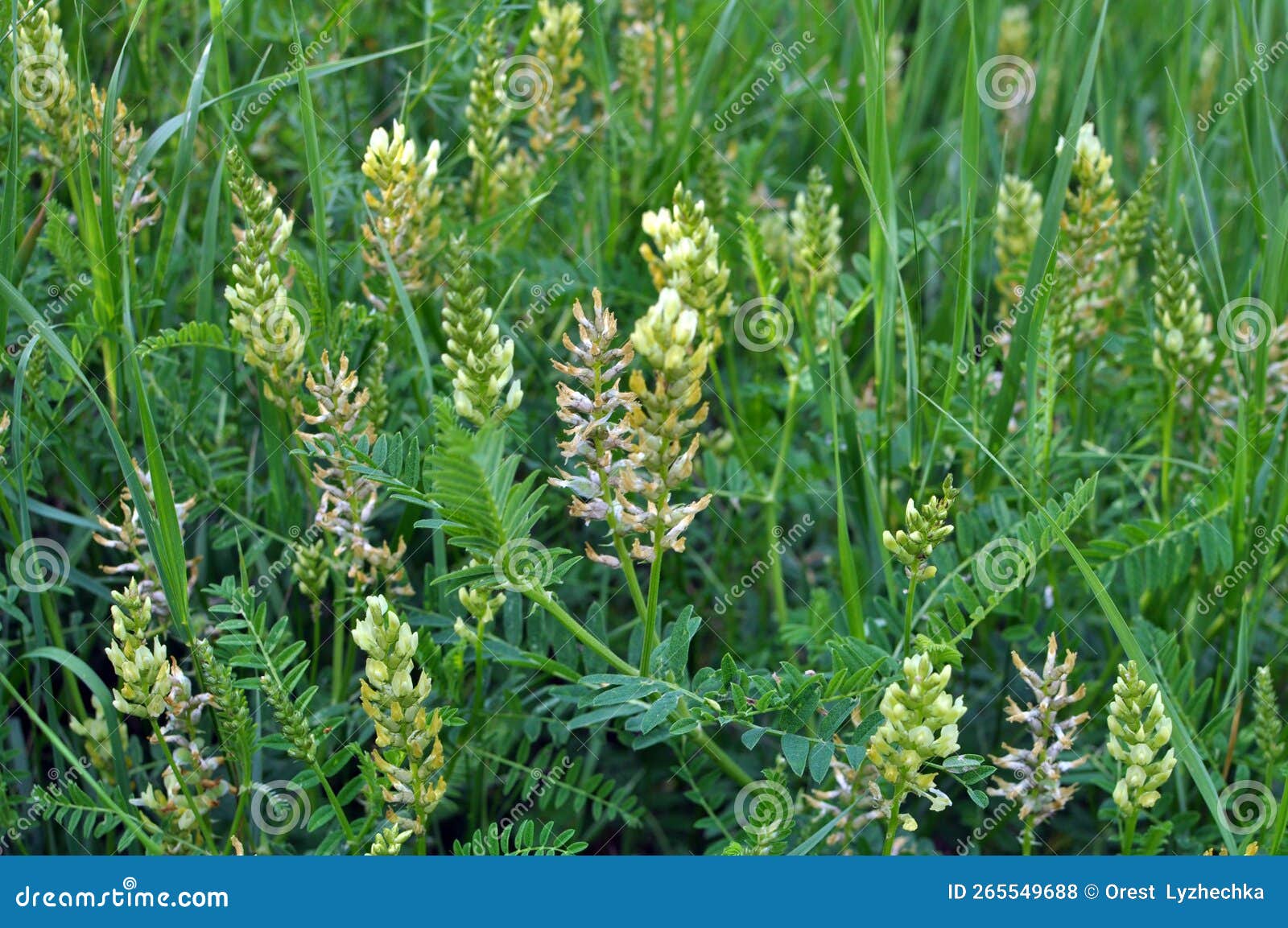 In Nature, Astragalus Cicer Grows among Herbs Stock Photo - Image of ...