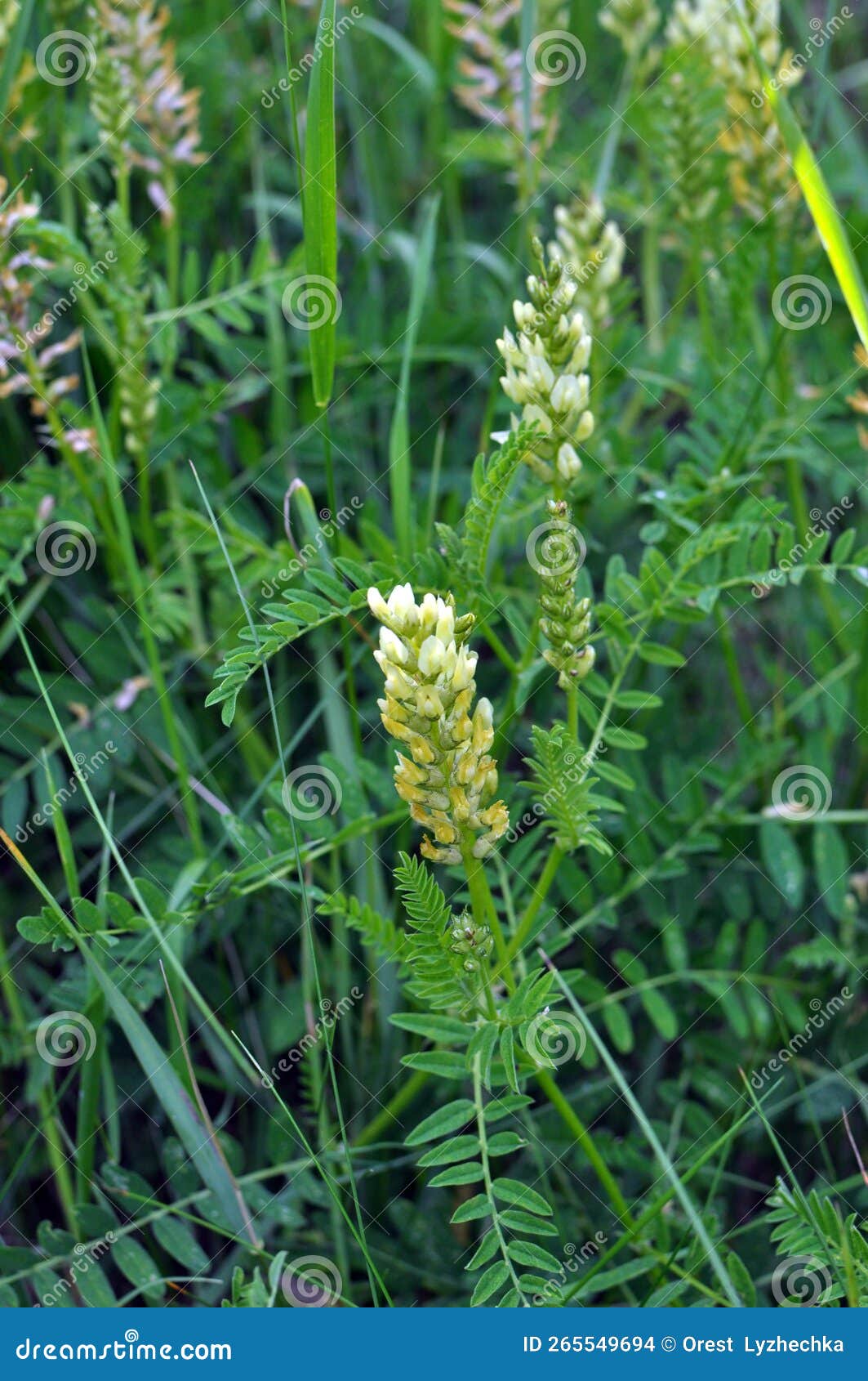 In Nature, Astragalus Cicer Grows among Herbs Stock Photo - Image of ...