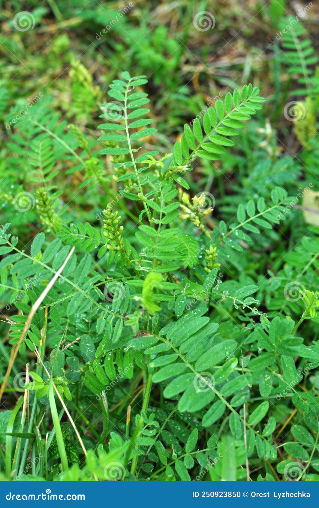 In Nature, Astragalus Cicer Grows among Herbs Stock Photo - Image of ...