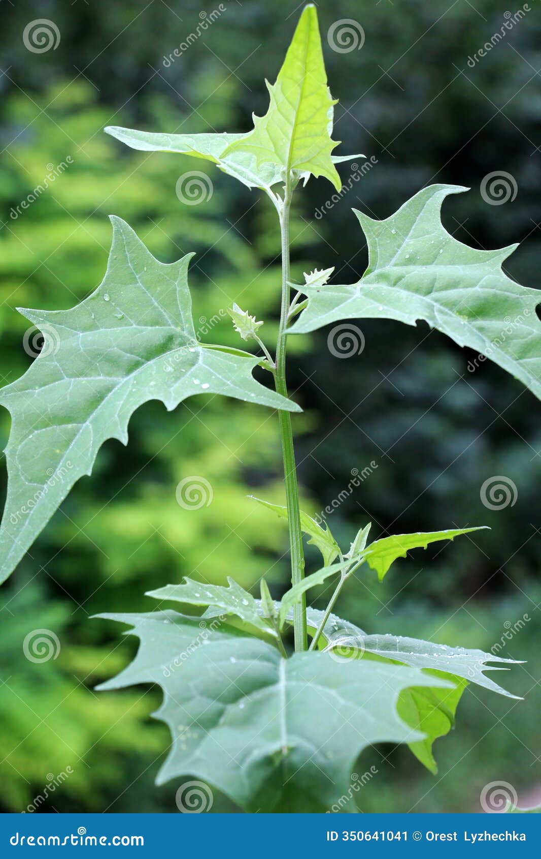 Atriplex Sagittata (Atriplex Nitens, Atriplex Lucida, Atriplex Viridis) Grows In Nature Stock ...