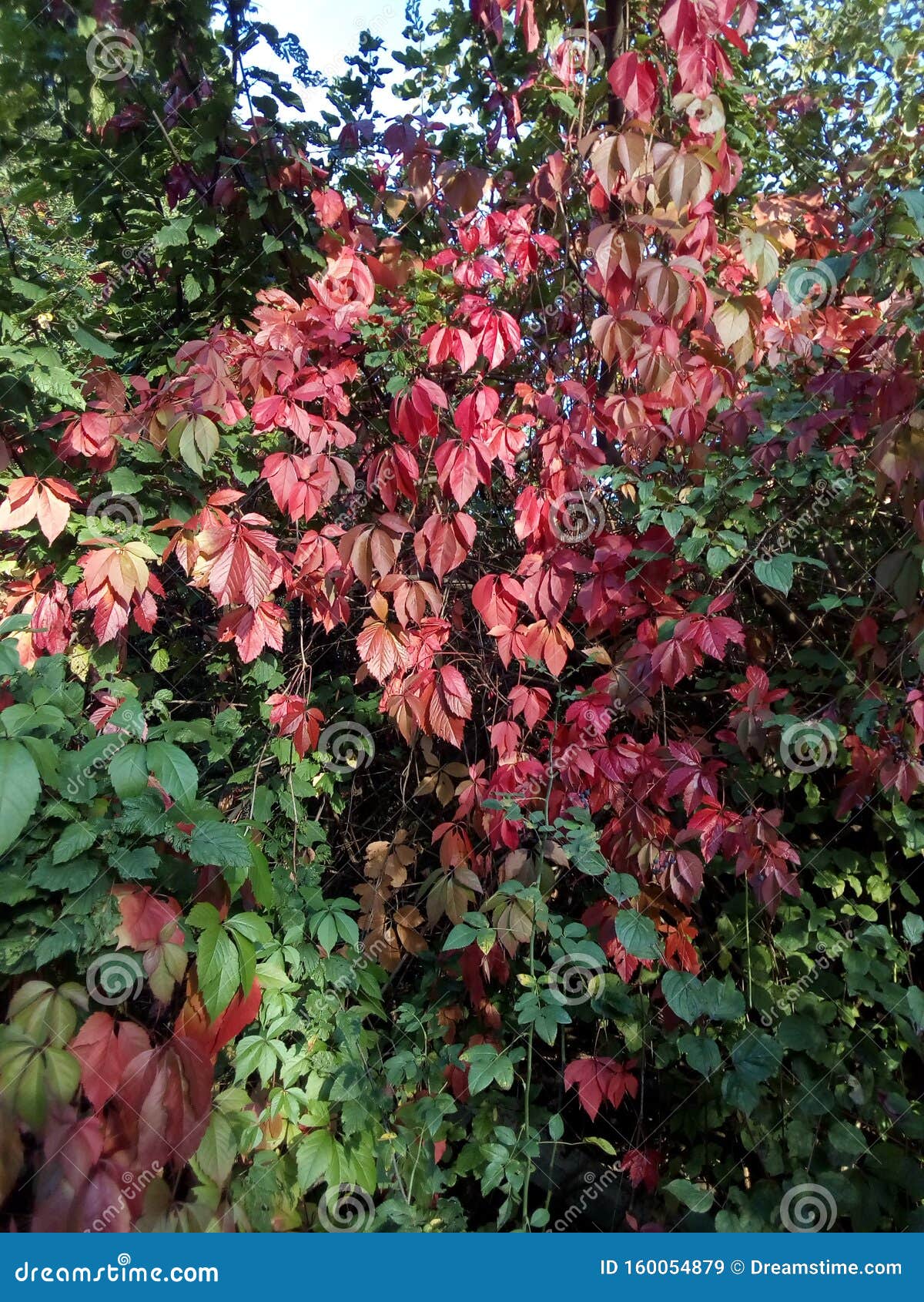 Nature, Autum, Red Flower, Forest, Stock Image - Image of nature, autum ...