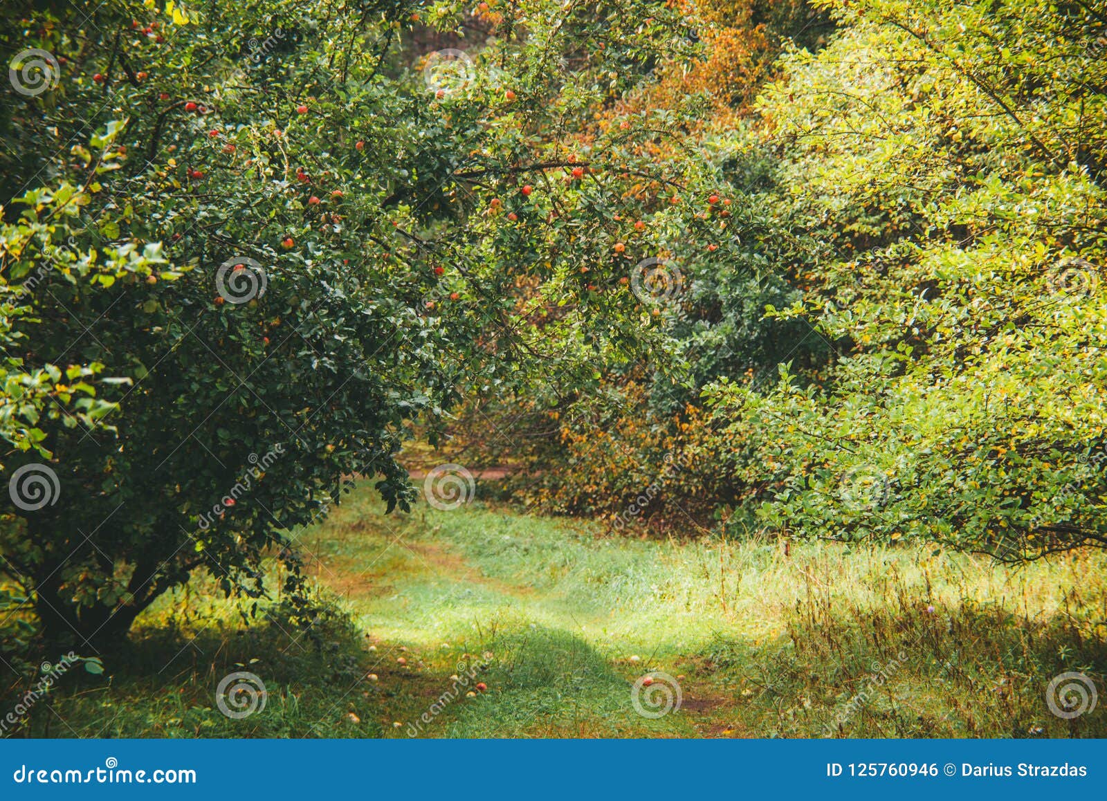 Nature Autumn Background with Apple Tree Stock Photo - Image of farm ...