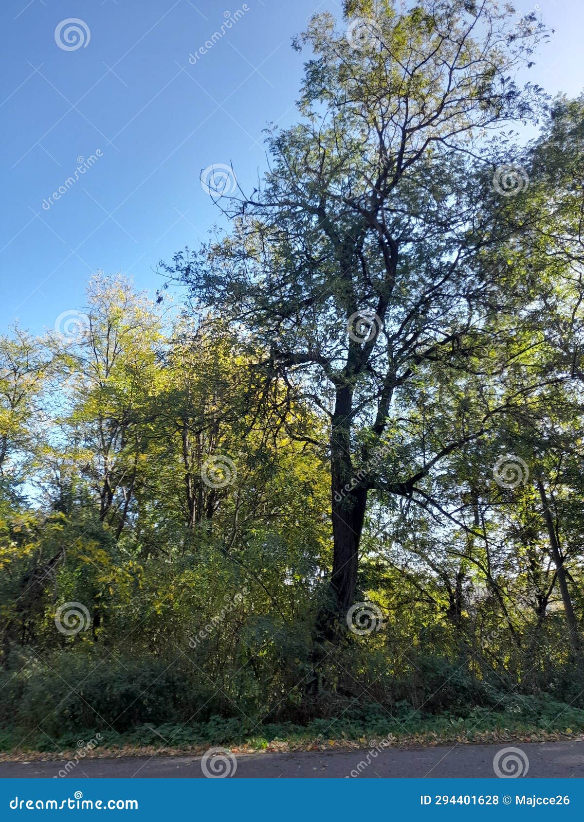 Nature Autumn Fall Blue Sky Sunny Trees Stock Photo - Image of trees ...