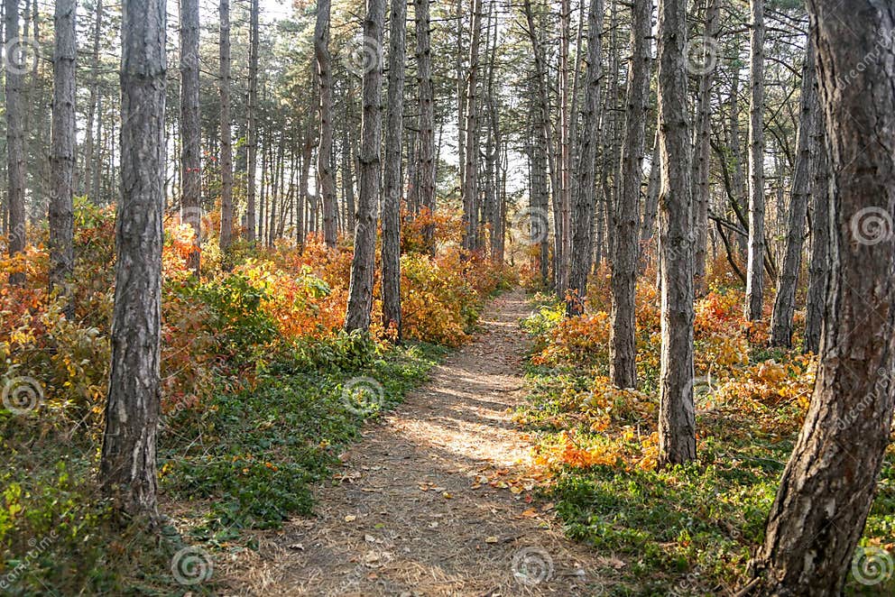 Nature of the Autumn Forest. Trees and Shrubs. Stock Photo - Image of ...