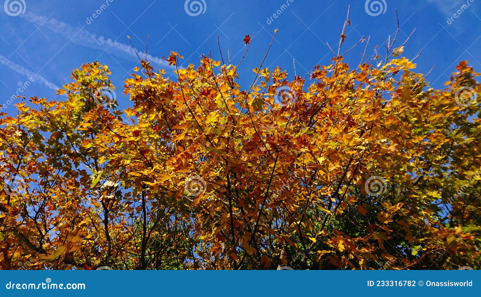 Nature Autumn Gold Tree Colors Stock Photo - Image of autumn, nature ...