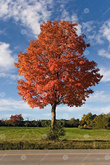 Nature autumn tree 01 stock photo. Image of view, environment - 305472