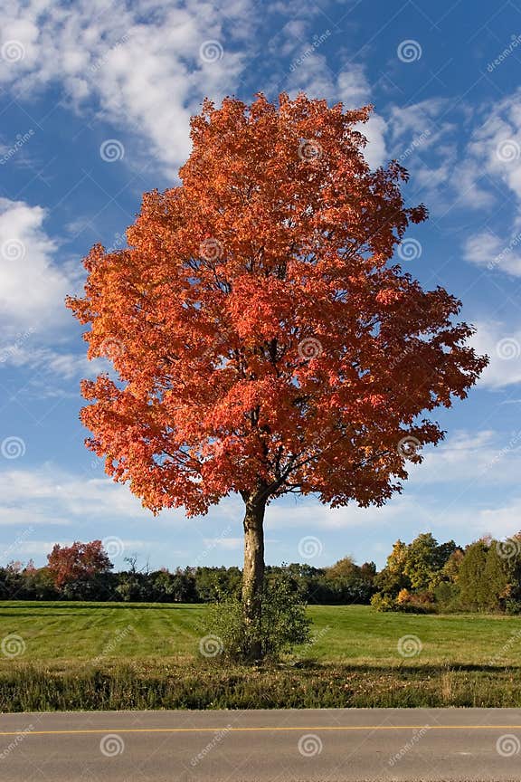 Nature autumn tree 01 stock photo. Image of view, environment - 305472