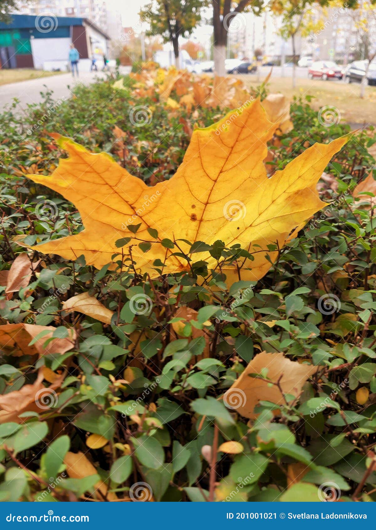 Nature, Autumn, Yellow Leaf on a Bush Stock Image - Image of forest ...