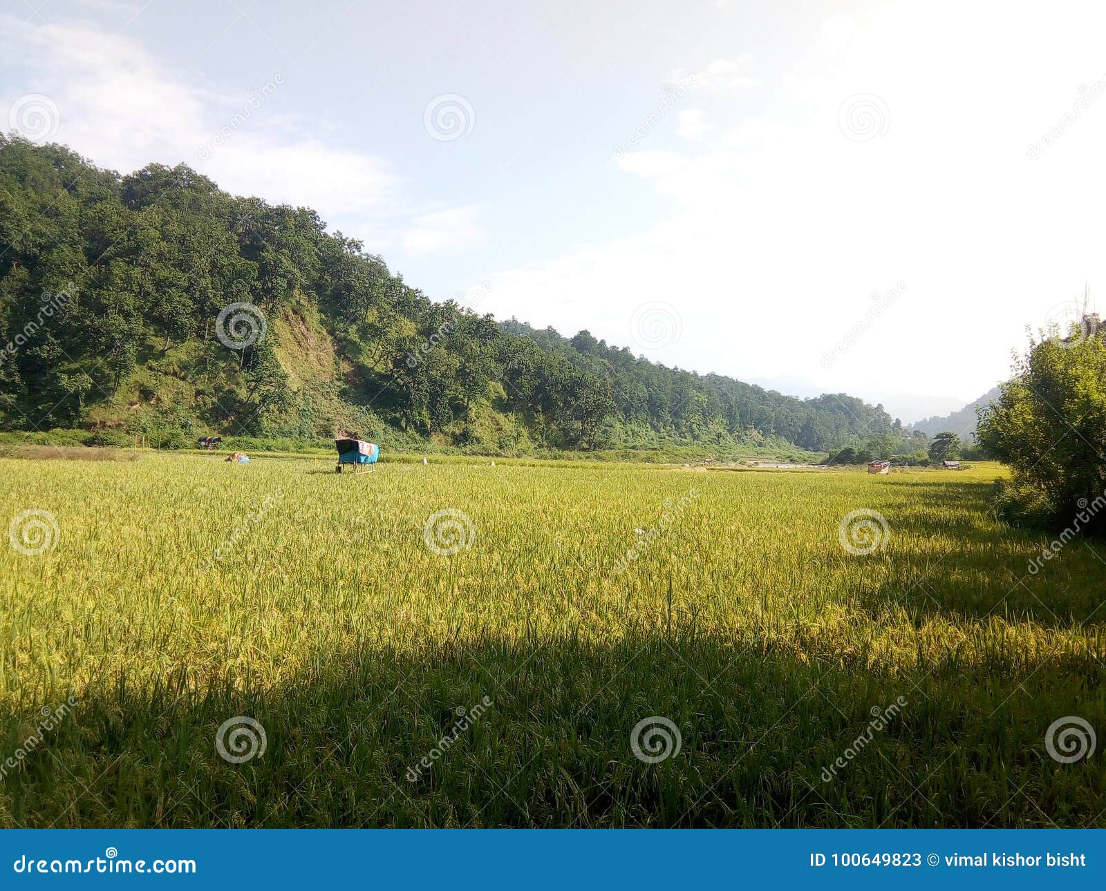 Nature stock image. Image of environment, nature, movement - 100649823