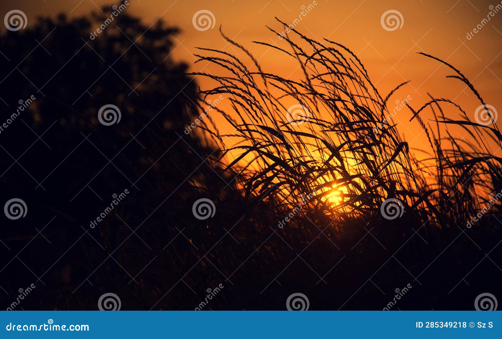 Nature in Back Light in Sunset Stock Photo - Image of orange, relaxing ...