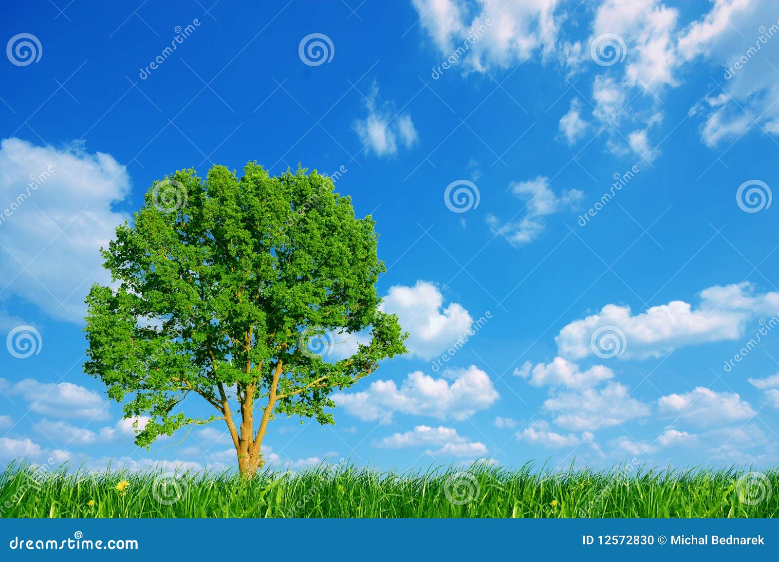Nature background stock photo. Image of nature, natural - 12572830