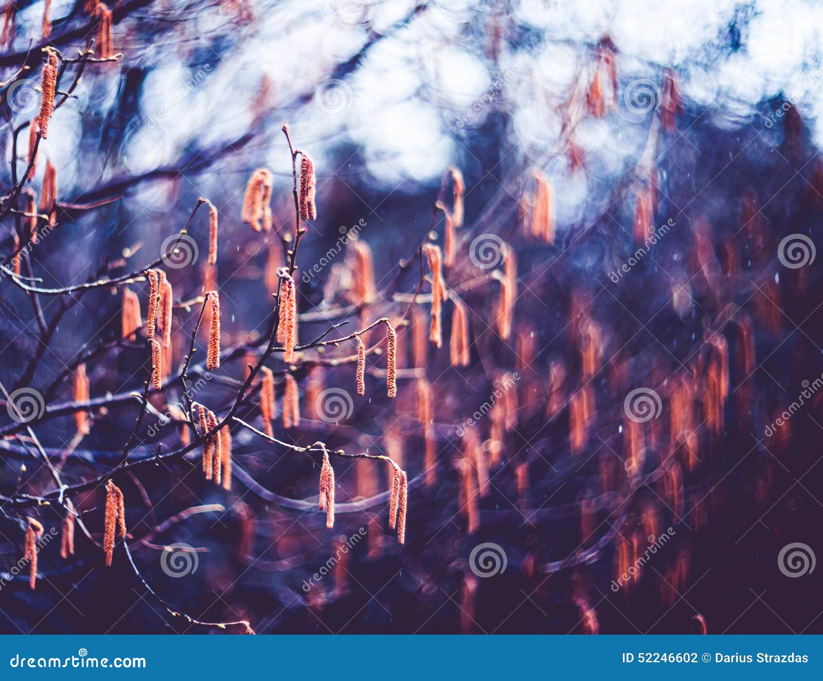 Nature background stock photo. Image of mythical, fresh - 52246602