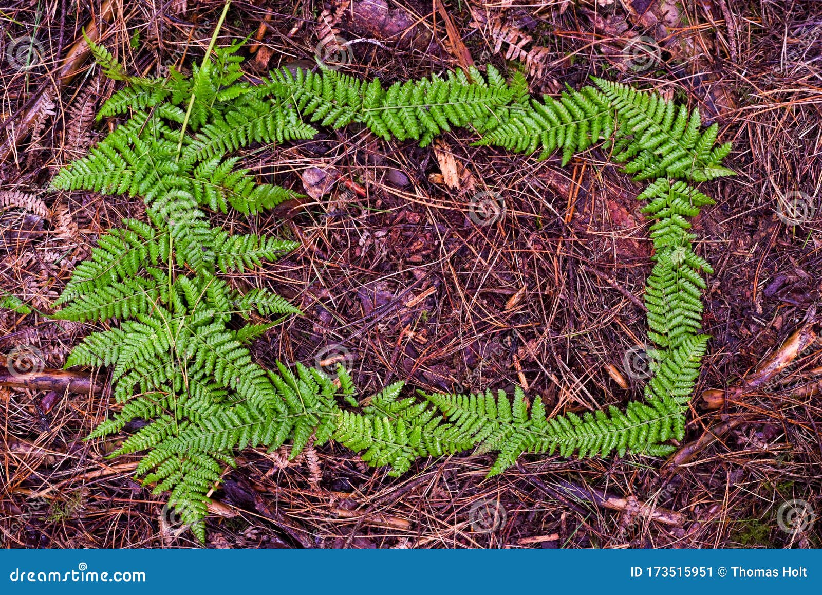 Nature Background with Border Made from Fern Leaves Arranged in ...