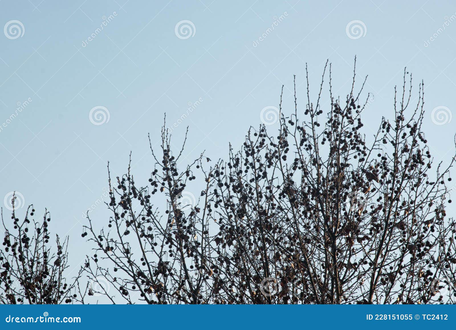 Nature Background. Branches of a Tree in Winter Stock Image - Image of ...