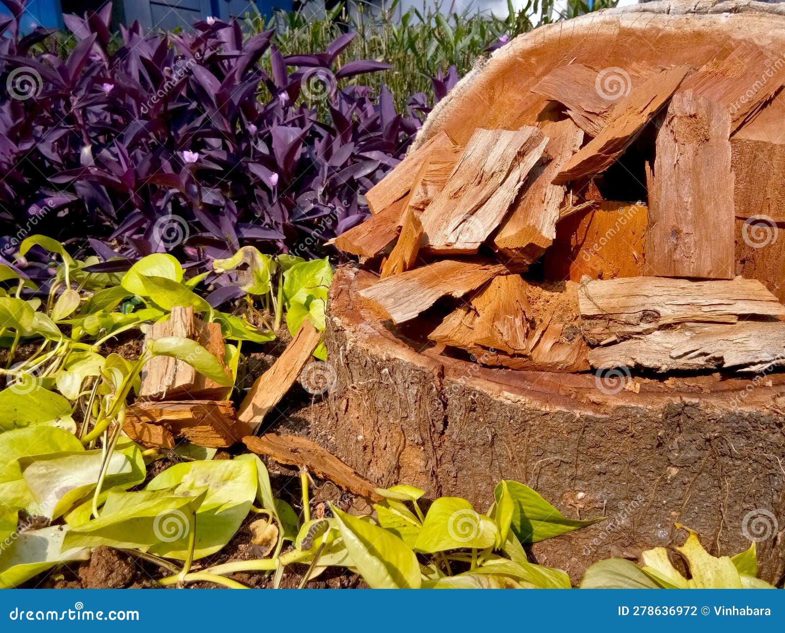 Nature Background of Chopped Tree, Decorative Plants, and Greens. Stock ...