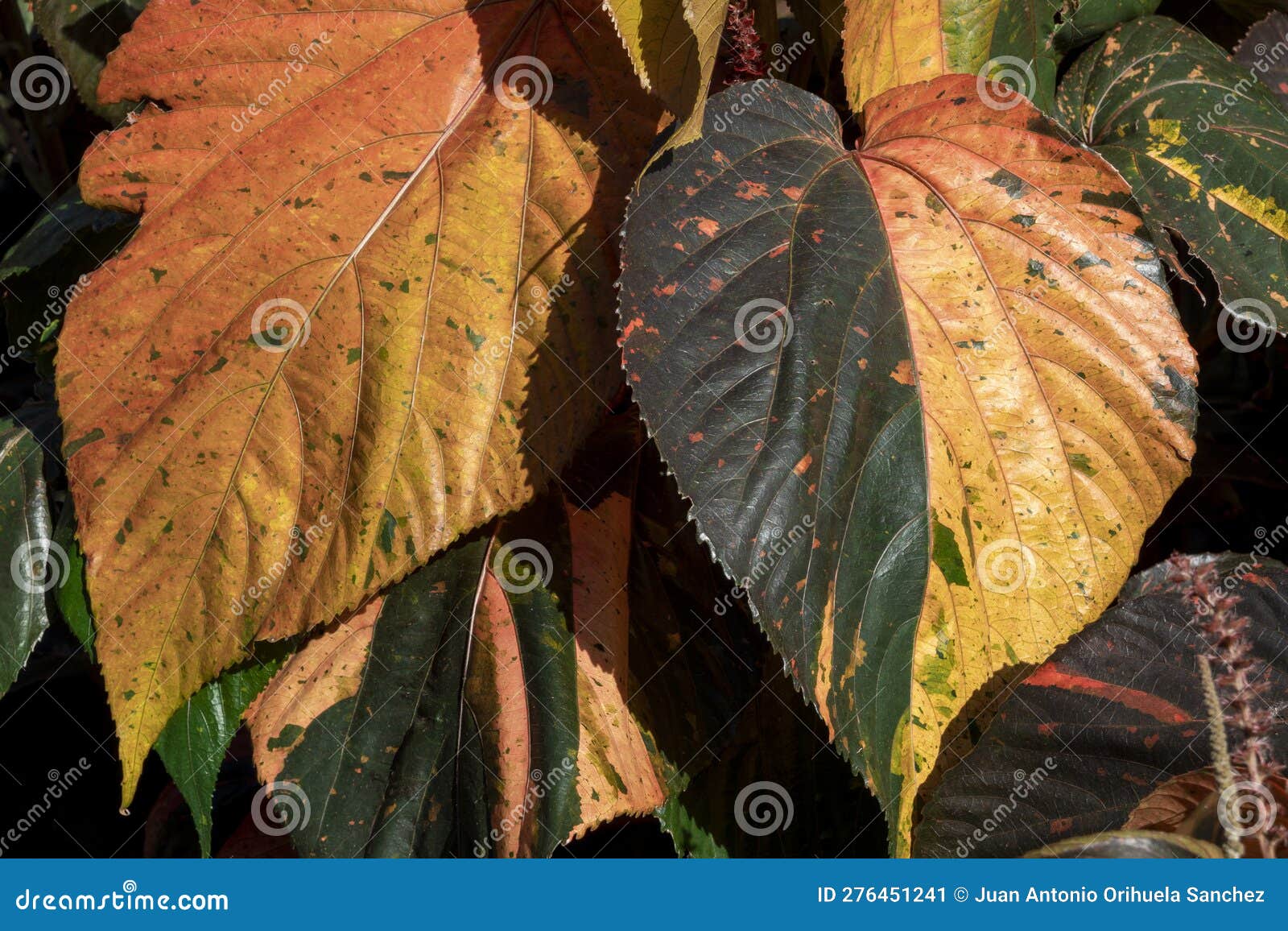 Closeup of a Plant with Multicolored Leaves Stock Image - Image of leaf ...