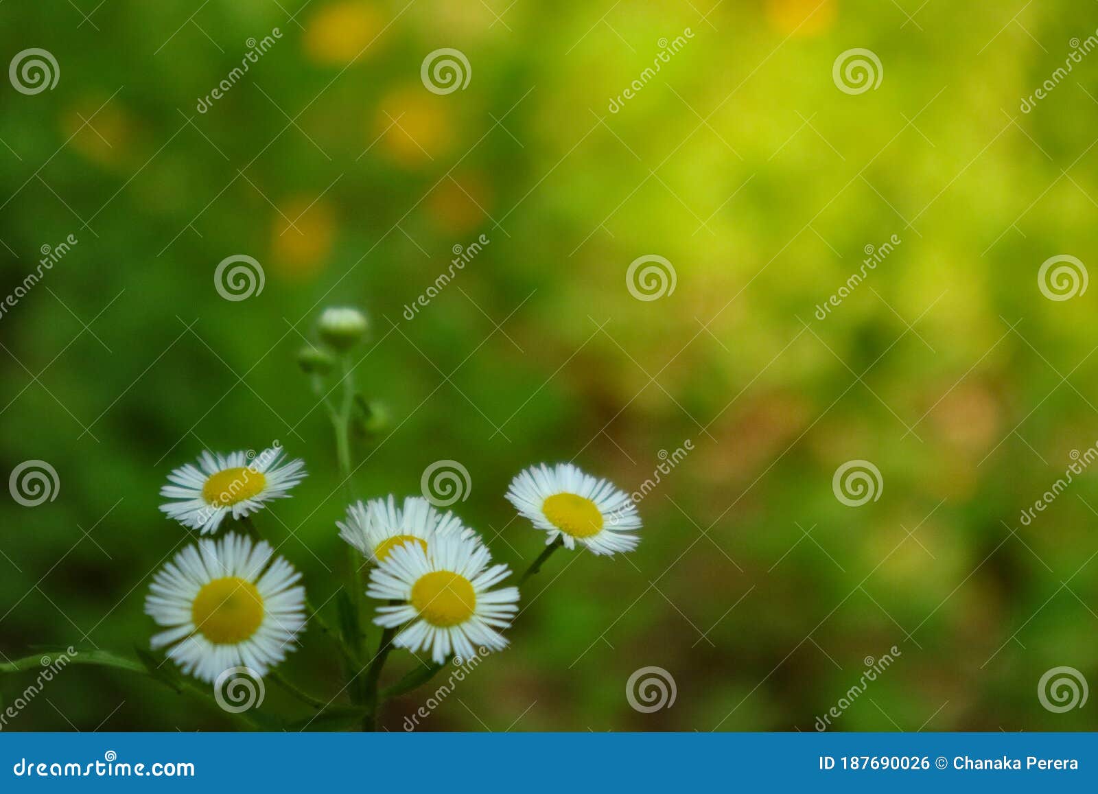 Nature Background for Desktop or Digital Items Stock Photo - Image of ...