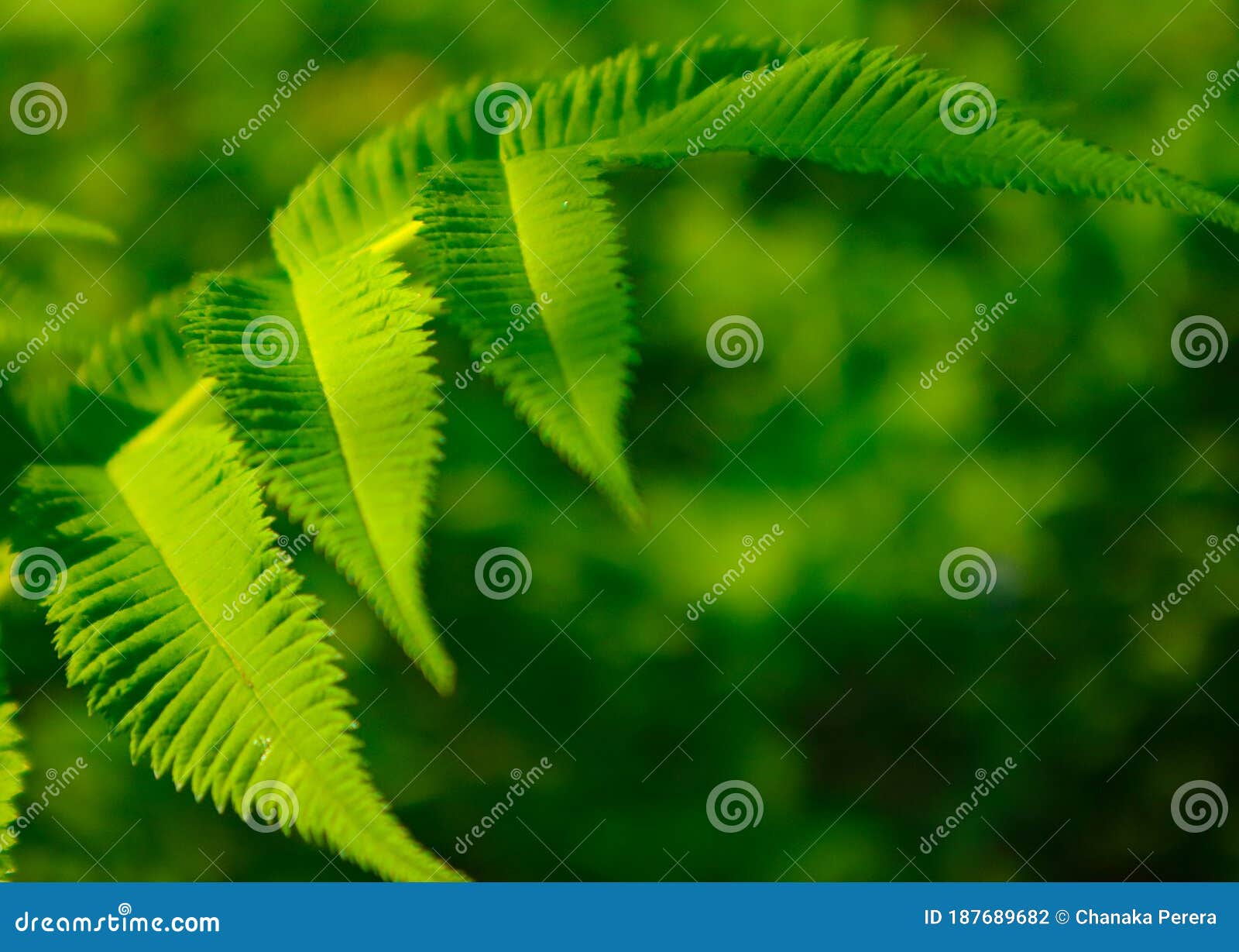 Nature Background for Desktop or Digital Items Stock Photo - Image of ...