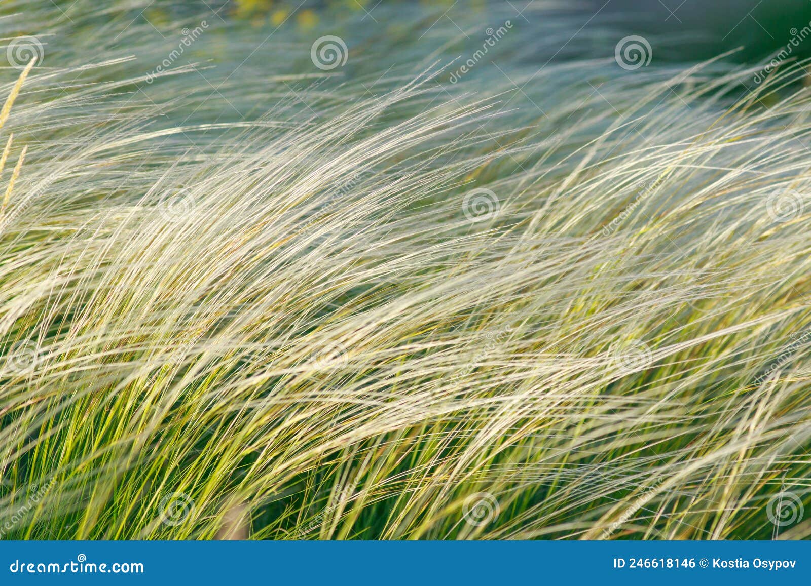 Nature Background Dry Grass Ears Fluttering in Wind in a Meadow Stock ...