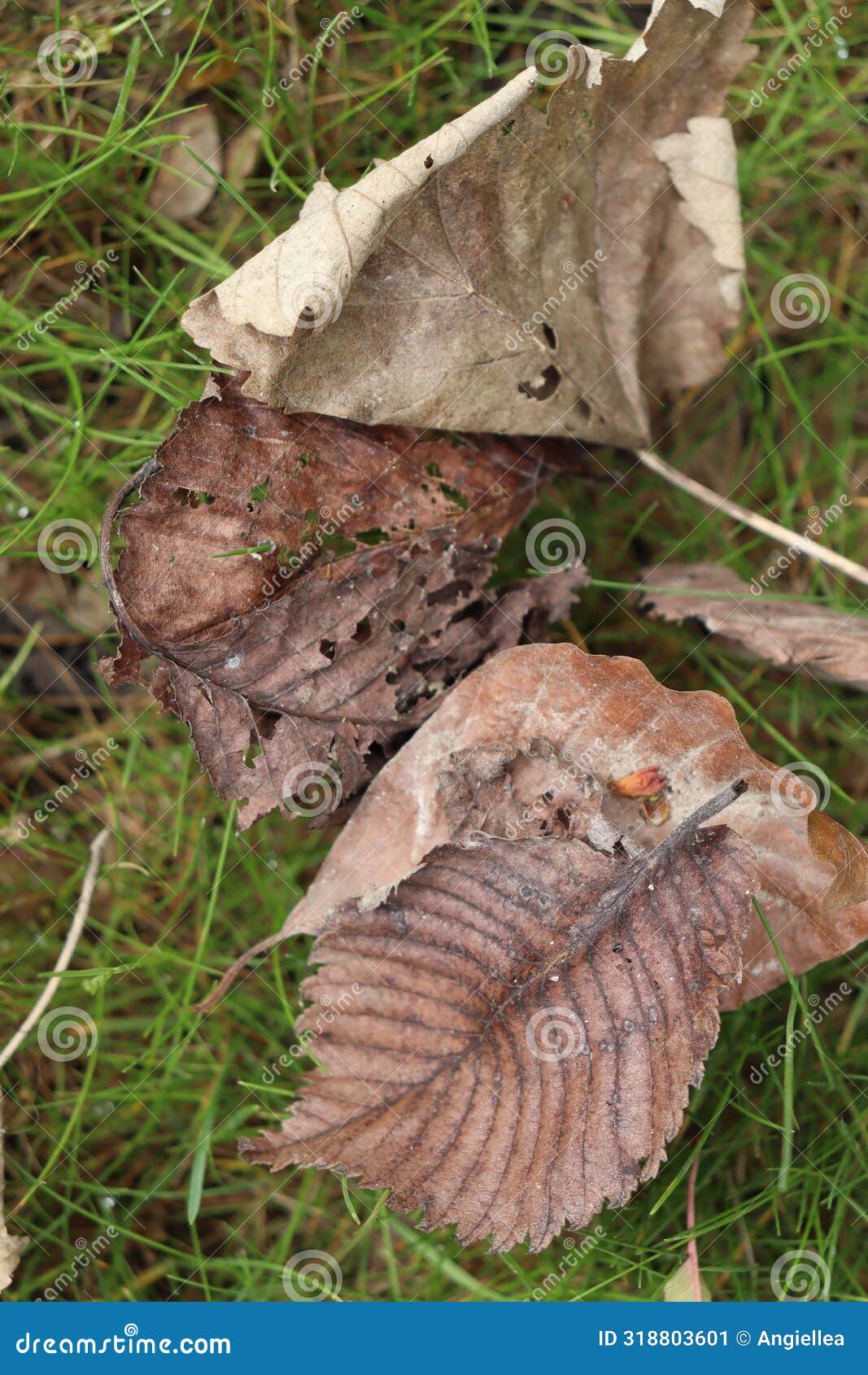 Nature background 284 stock image. Image of backgrounds - 318803601