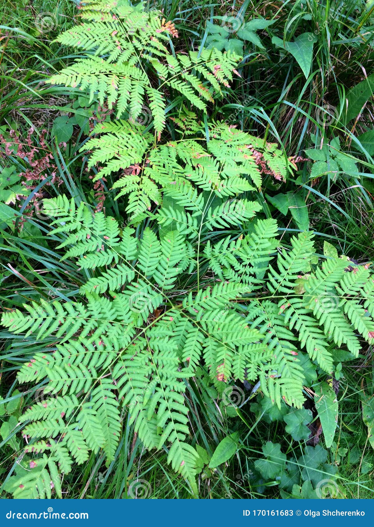 Nature Background. Fern Bush with Drying Leaves Stock Image - Image of ...