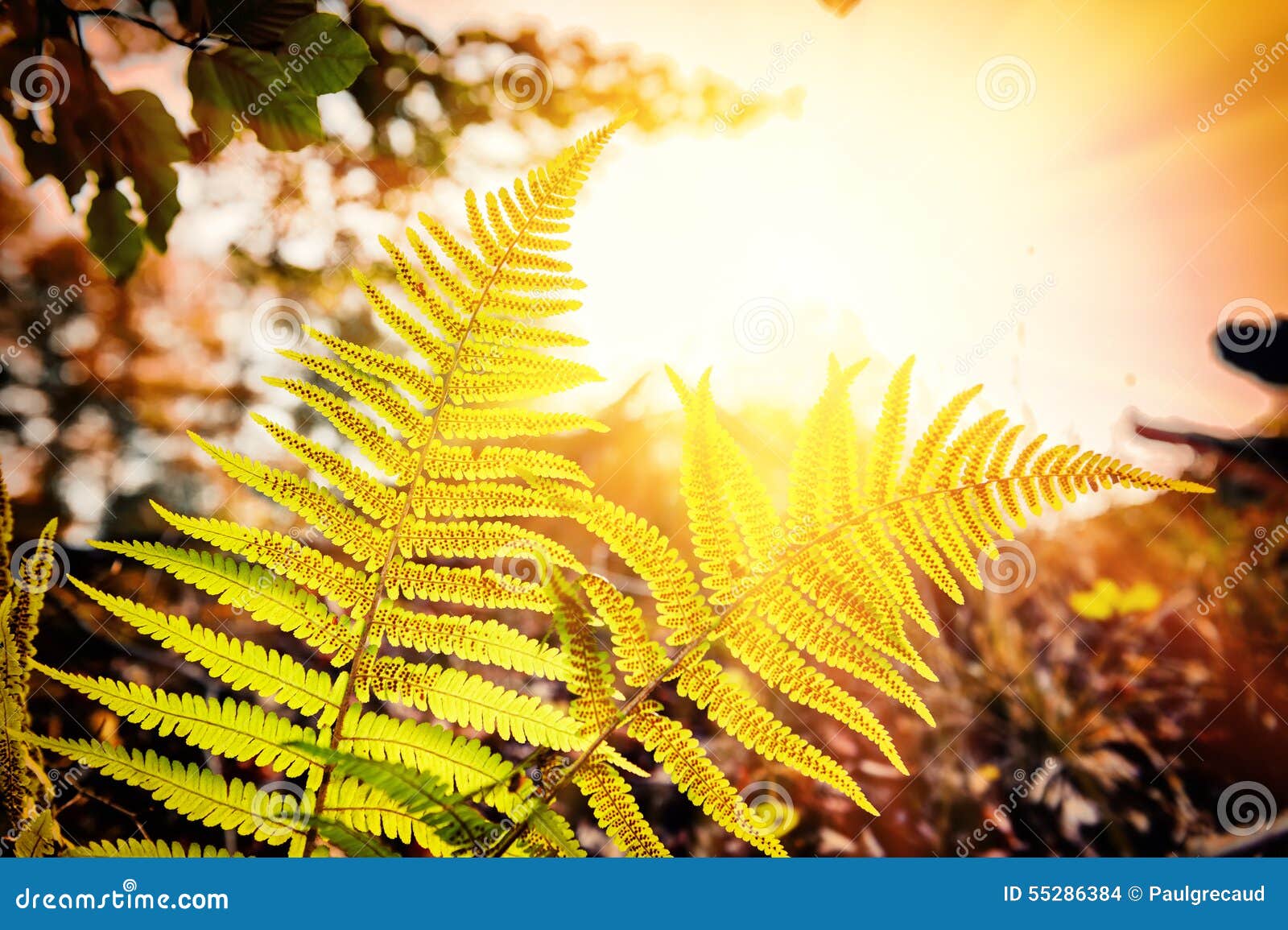 Nature Background with Fern Leaves at Sunset Stock Photo - Image of ...