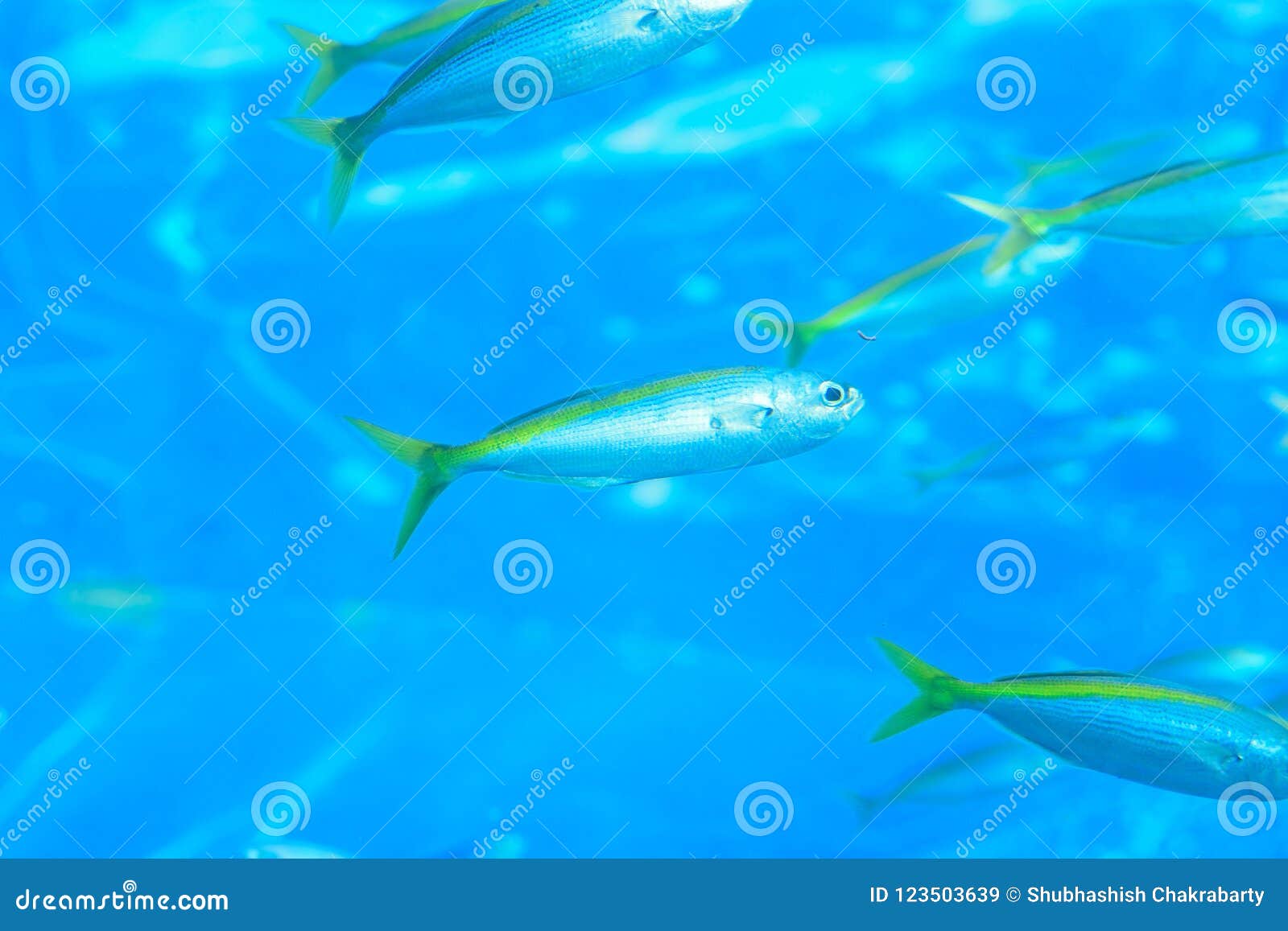 Fish Swimming in Deep Blue Sea Waters Stock Image - Image of natural ...