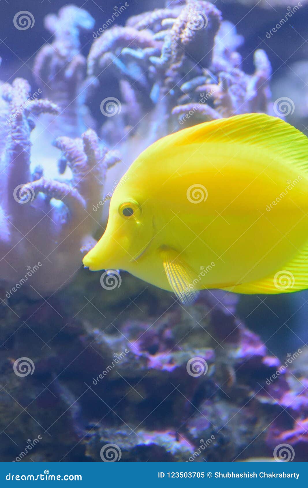 Fish Swimming in Deep Blue Sea Waters Stock Image - Image of ...