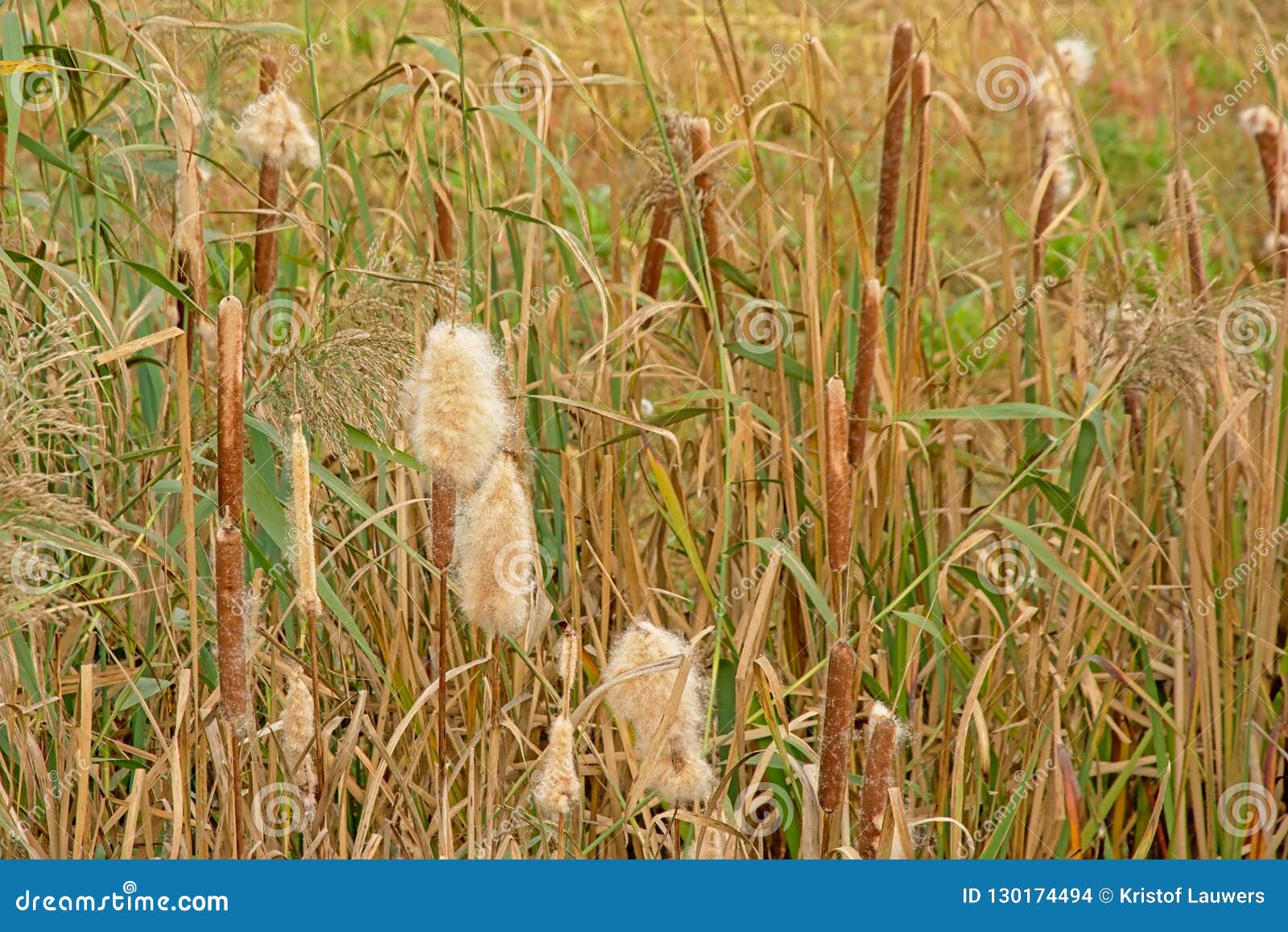 Flowering Cattail Plants in the Marsh - Typhaceae Stock Photo - Image ...