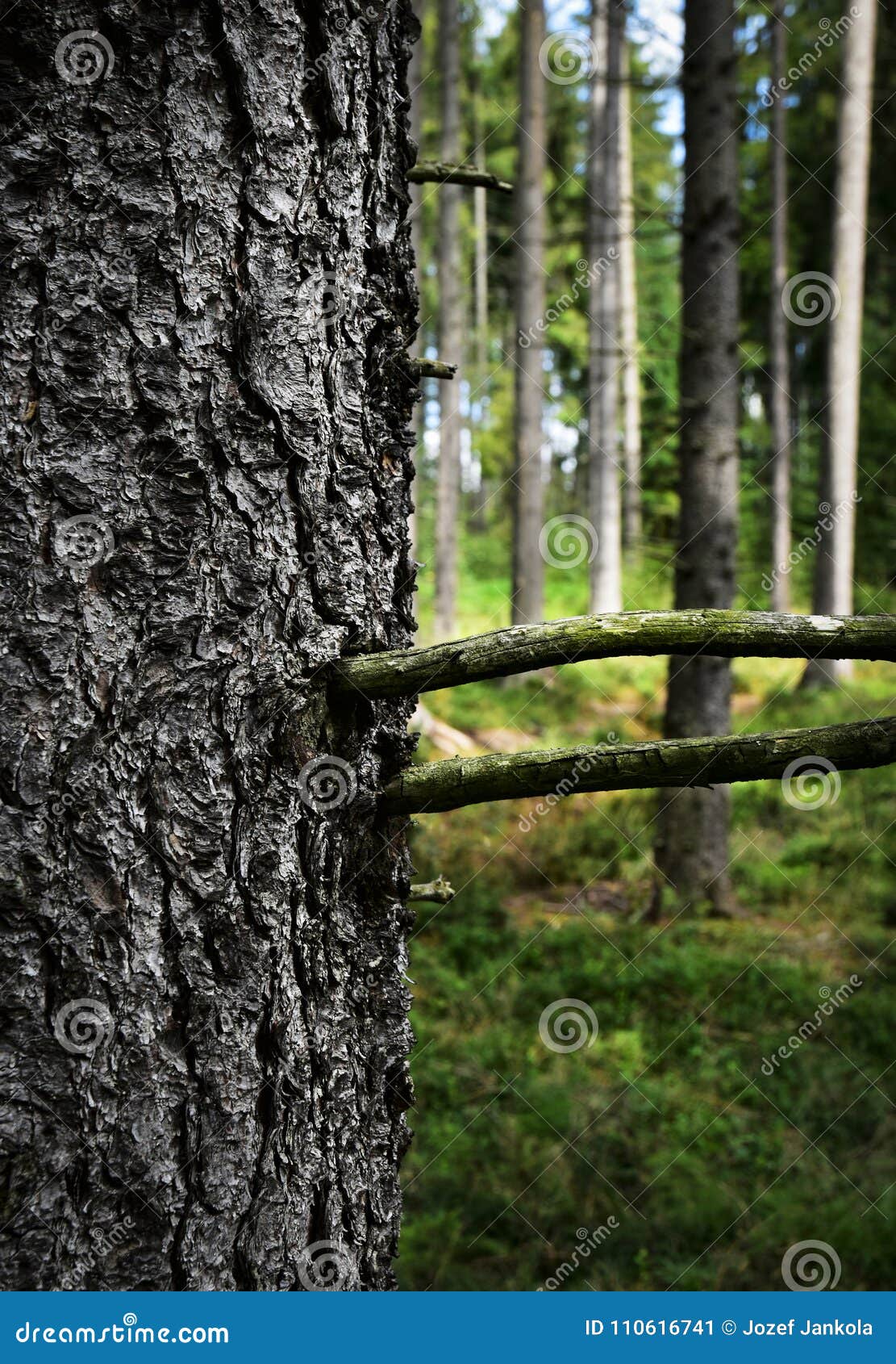 Forest behind the tree stock image. Image of hide, outside - 110616741