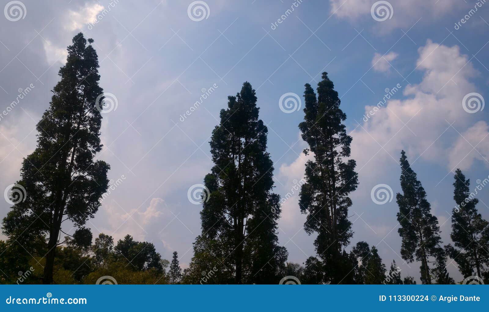 Trees Pointing Up To the Sky Stock Photo - Image of pointing, nature ...