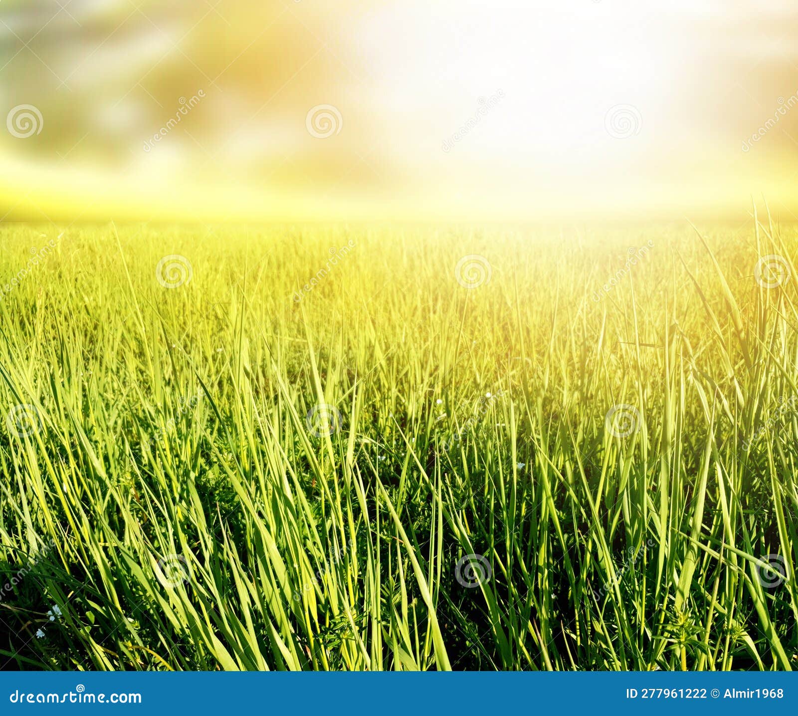 Grass and sun stock photo. Image of abstract, pattern - 277961222