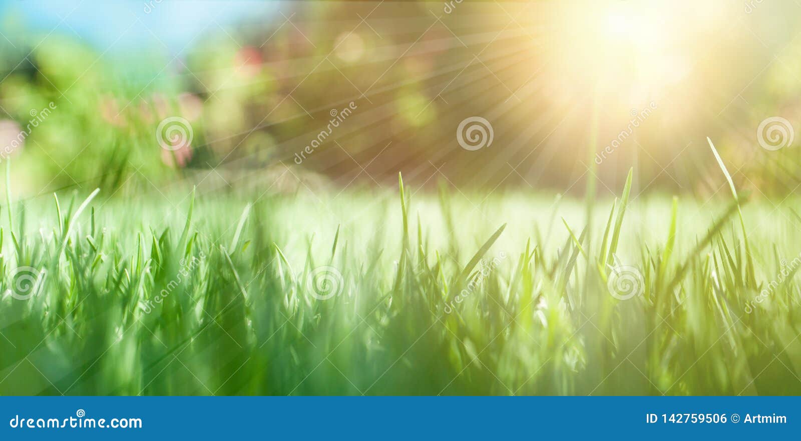 Nature Background with Green Grass and Sun Stock Photo - Image of field ...