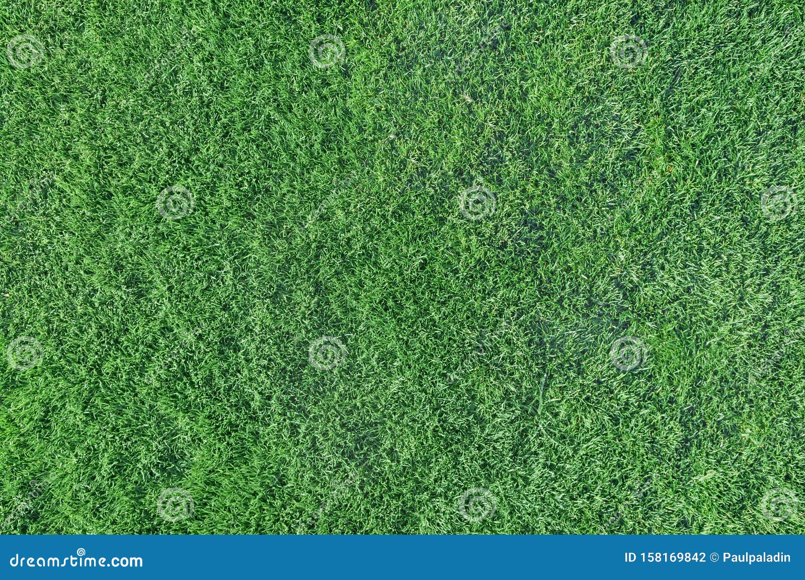 Green grass turf texture stock photo. Image of texture - 158169842