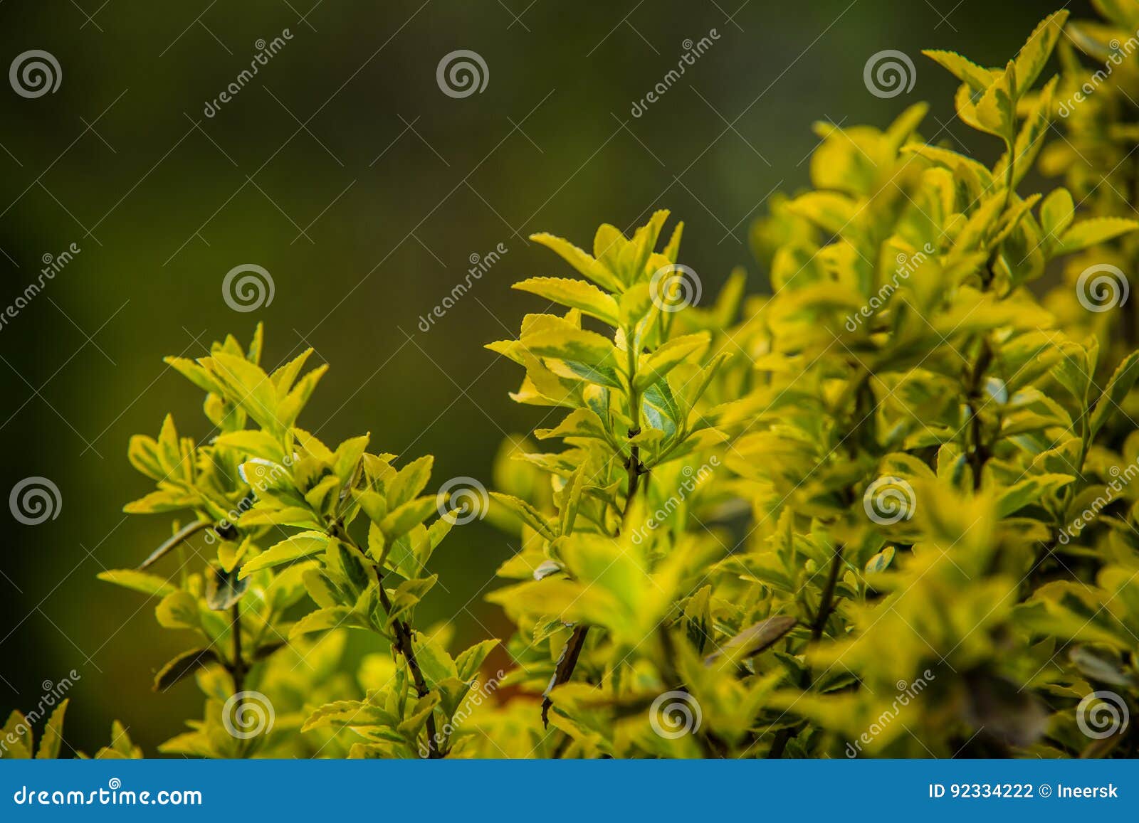Nature Background Green Plants in the Spring Stock Photo - Image of ...