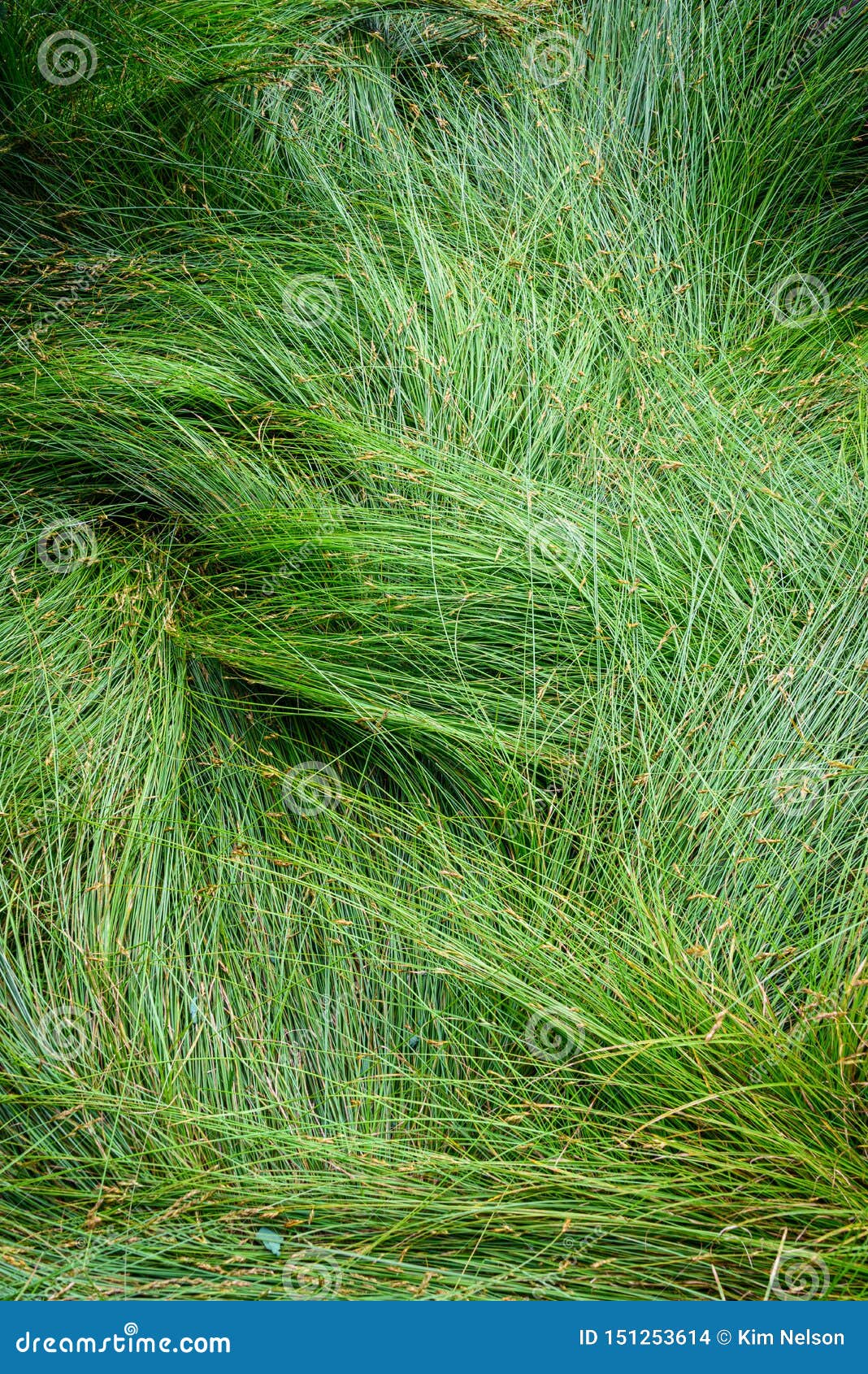 Nature Background of Green Sedge Grasses in Pattern and Texture Stock ...