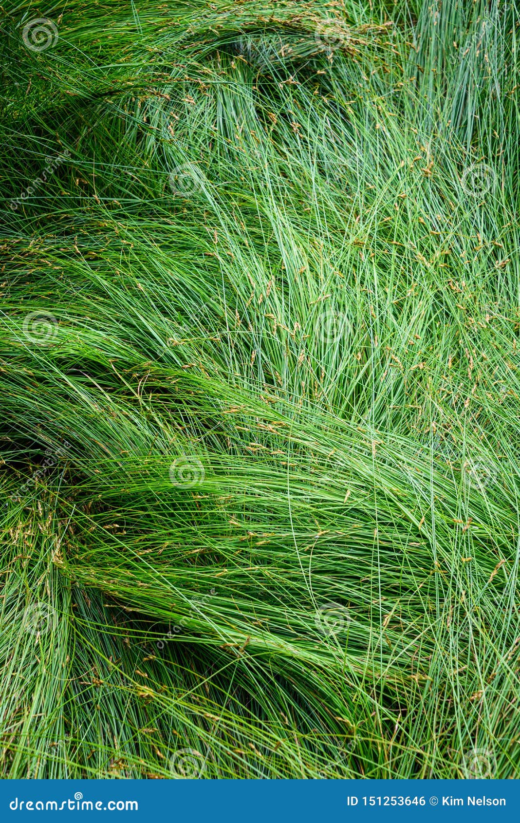 Nature Background Of Green Sedge Grasses In Pattern And Texture Stock ...