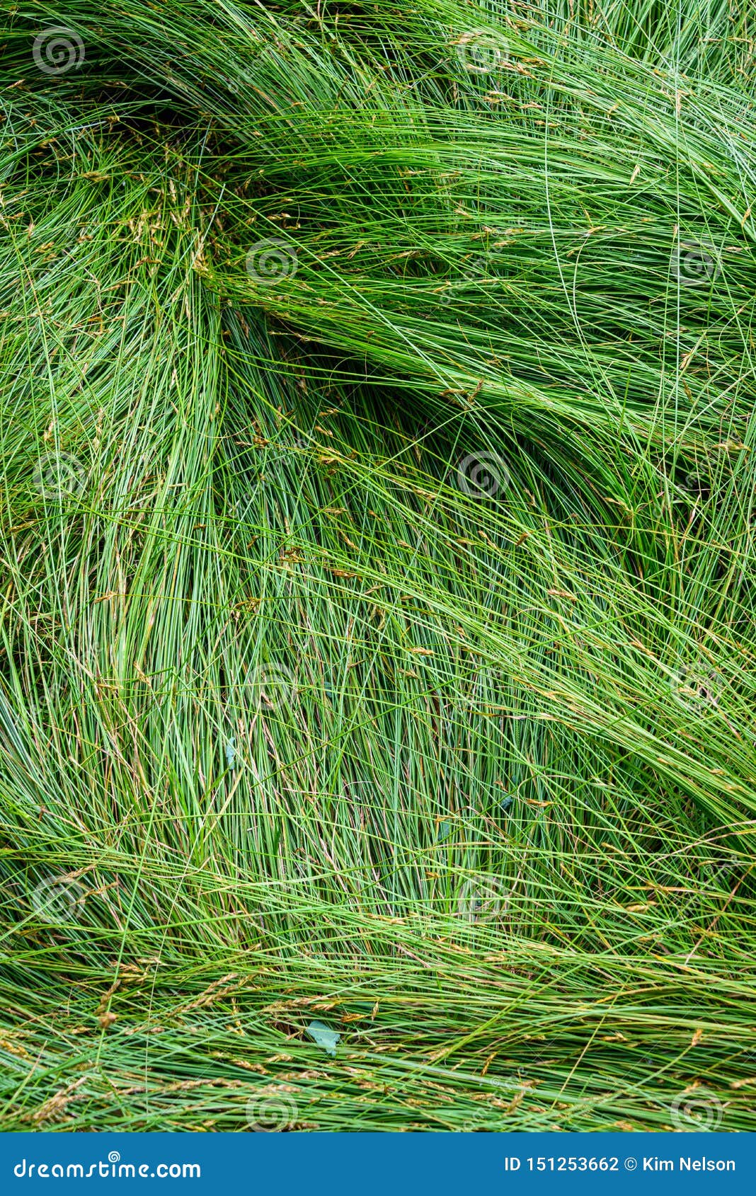 Nature Background of Green Sedge Grasses in Pattern and Texture Stock ...