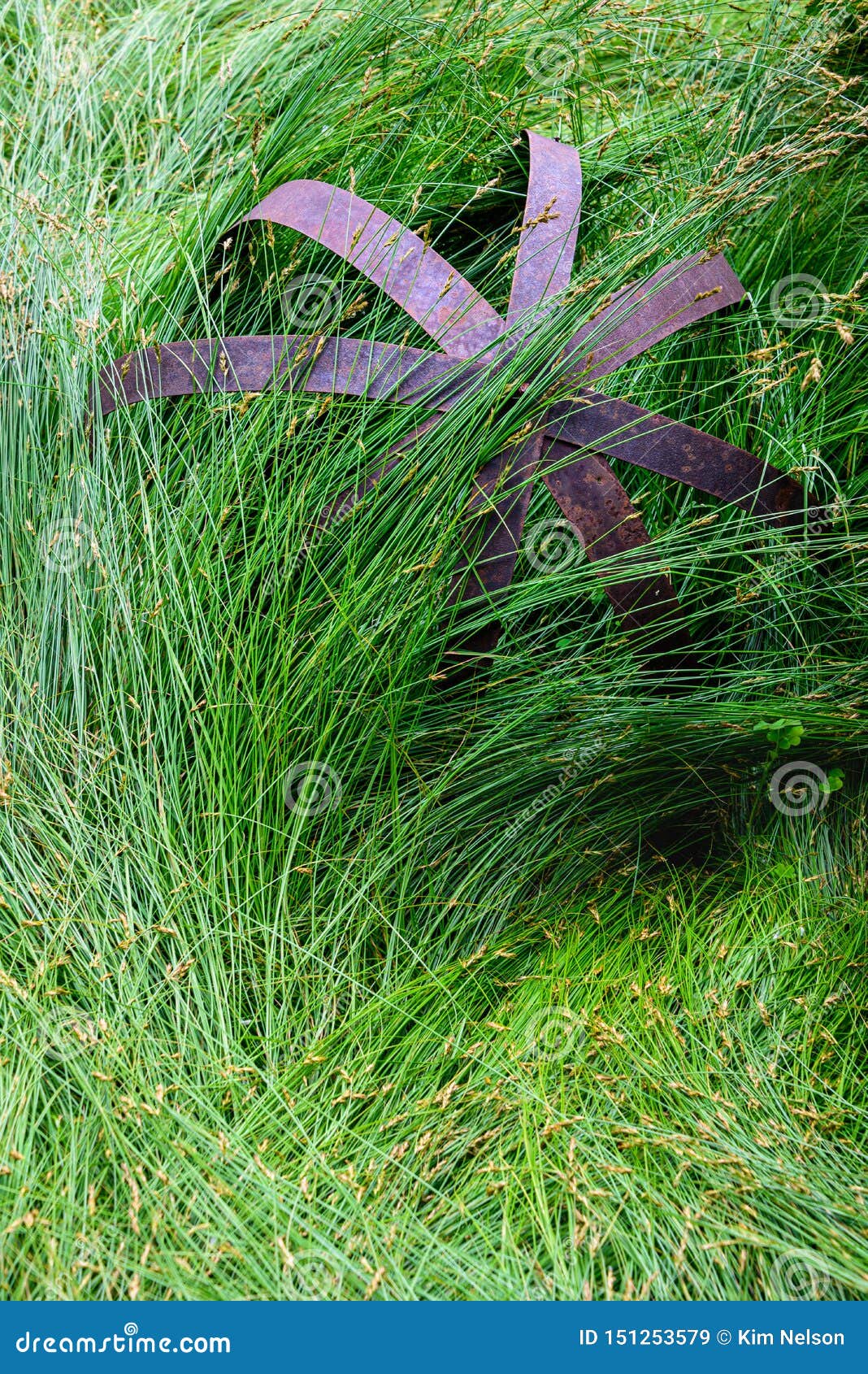 Nature Background of Green Sedge Grasses in Pattern and Texture on an ...