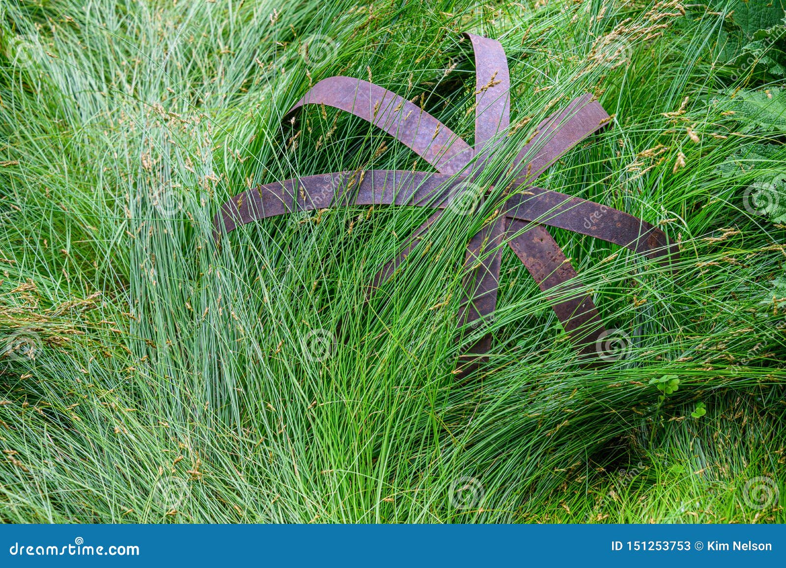 Nature Background of Green Sedge Grasses in Pattern and Texture on an ...