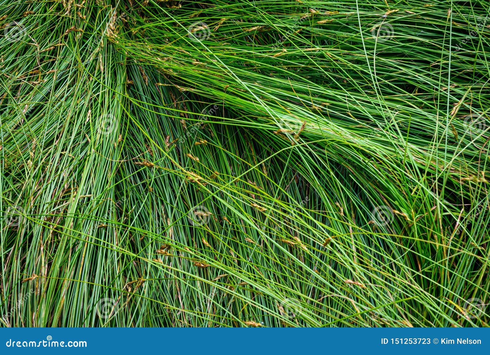 Nature Background of Green Sedge Grasses in Pattern and Texture Stock ...
