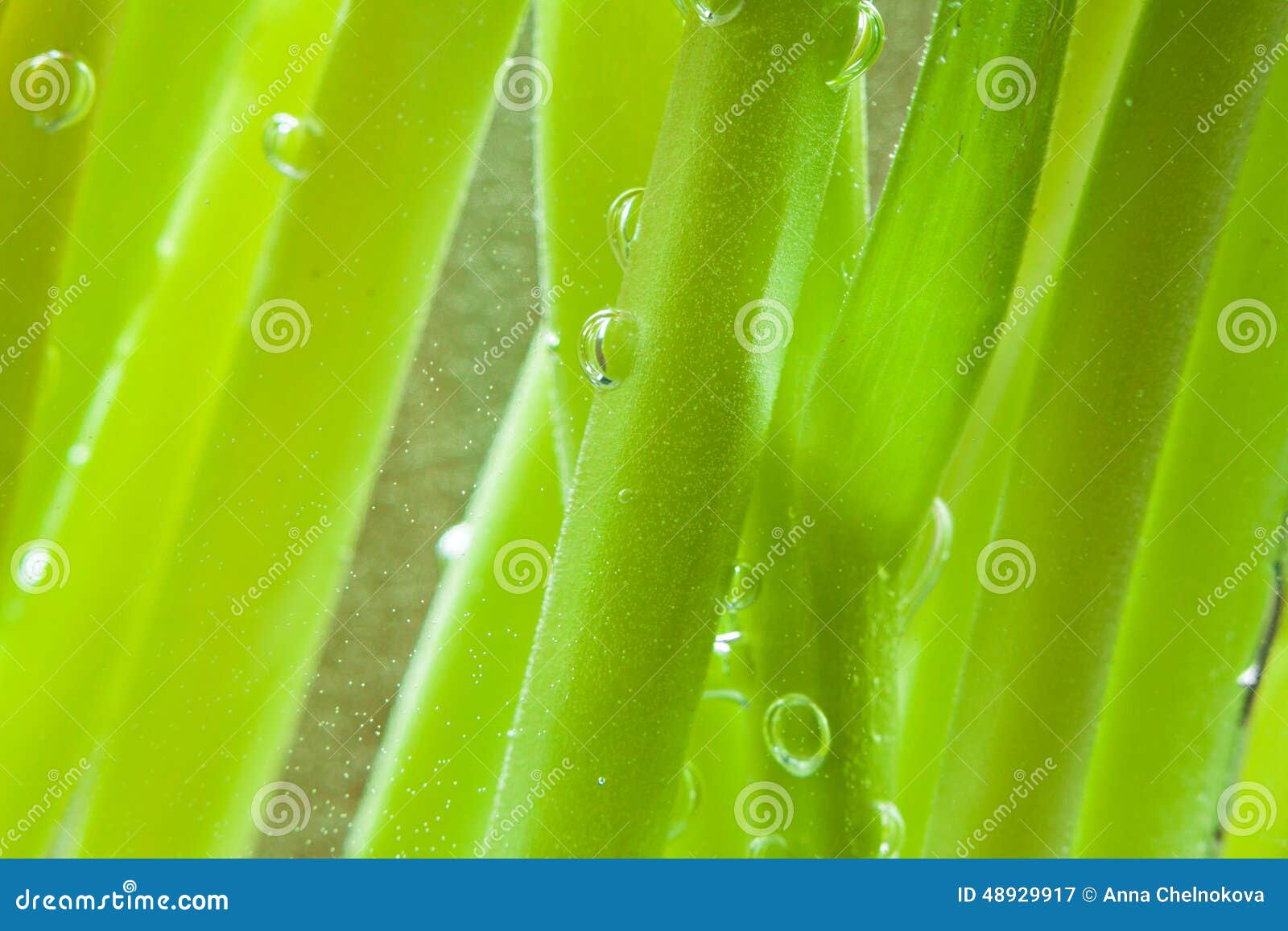 Nature background. stock image. Image of stems, background - 48929917