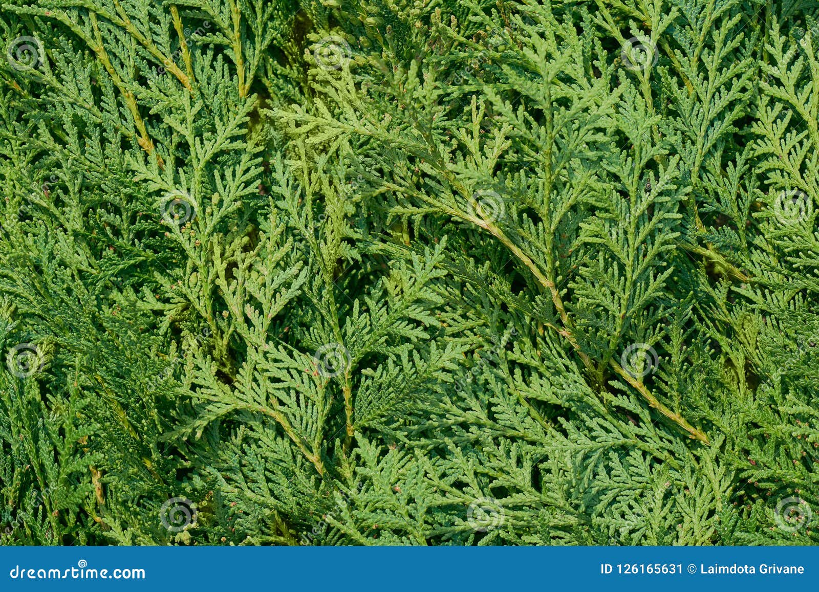 Nature Background From Green Thuja Leaves. Top View Stock Image ...