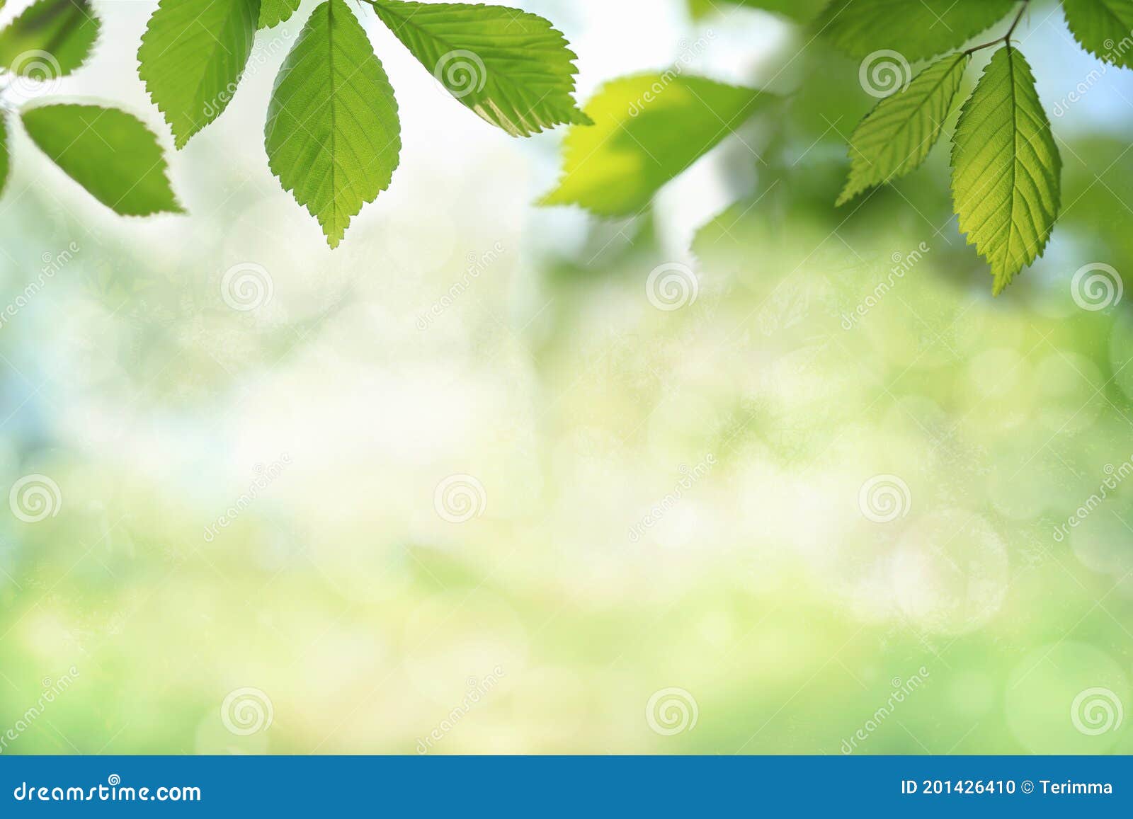 Nature Background. Green Tree Leaves Frame Stock Photo - Image of ...